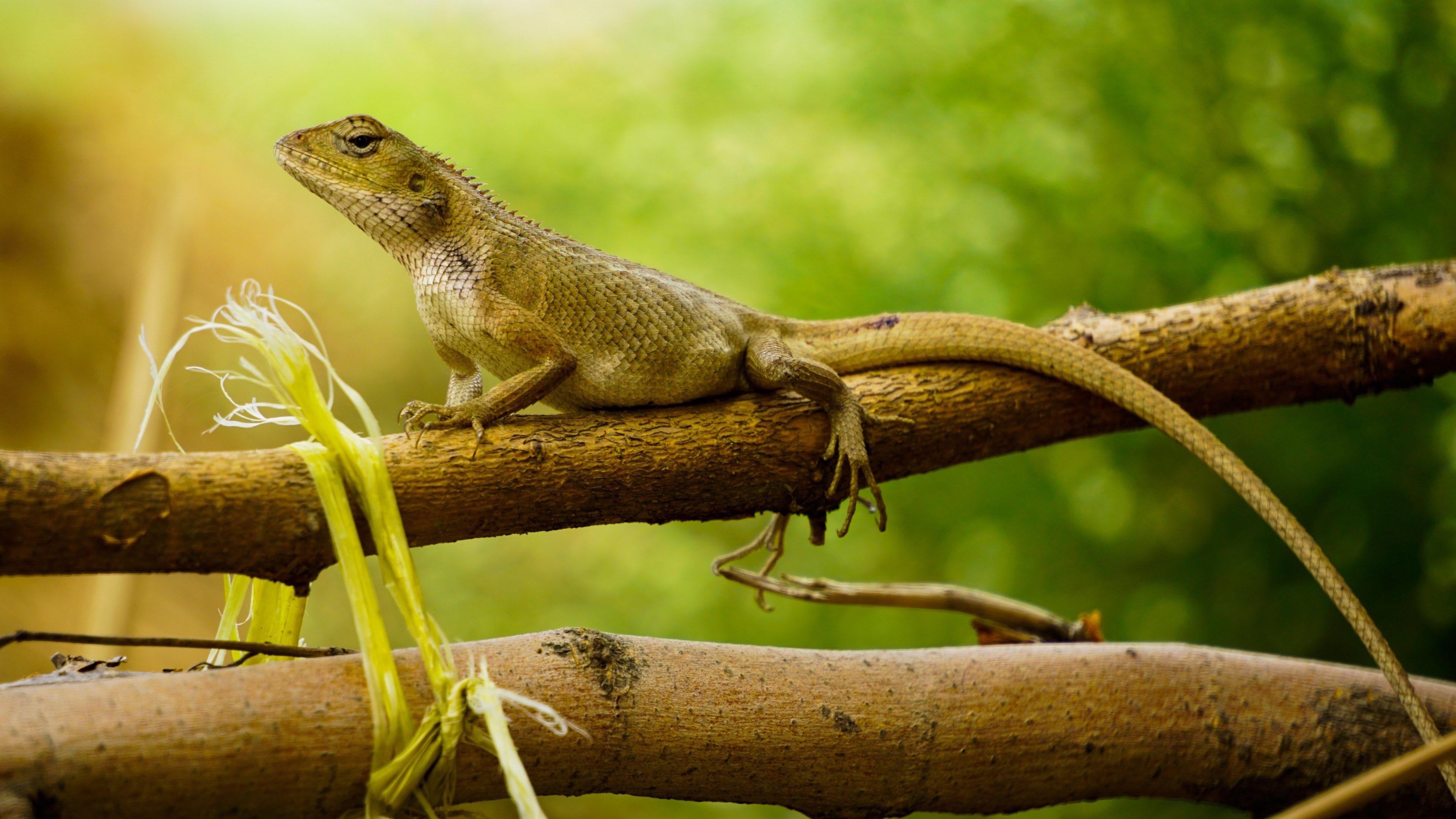 Animal Reptile Wallpapers - Top Free Animal Reptile Backgrounds ...