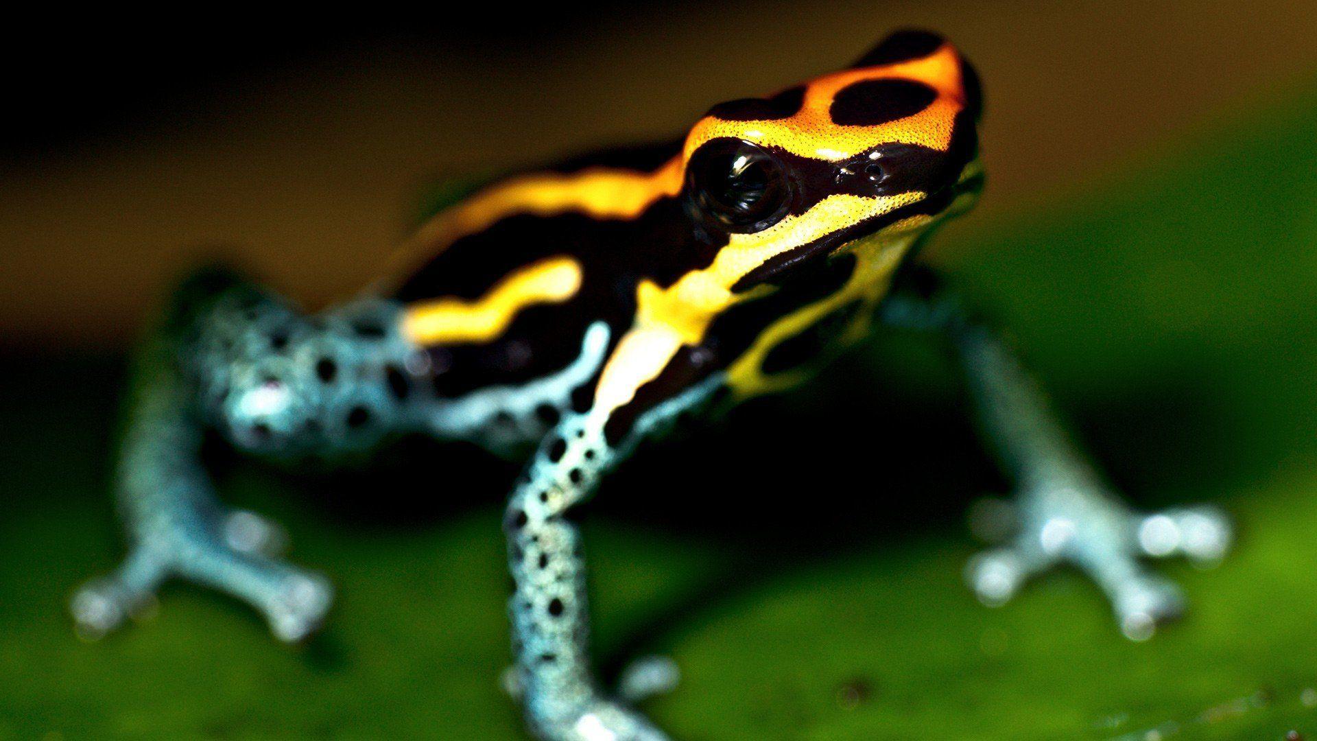 Amphibian Wallpapers - Top Free Amphibian Backgrounds - WallpaperAccess