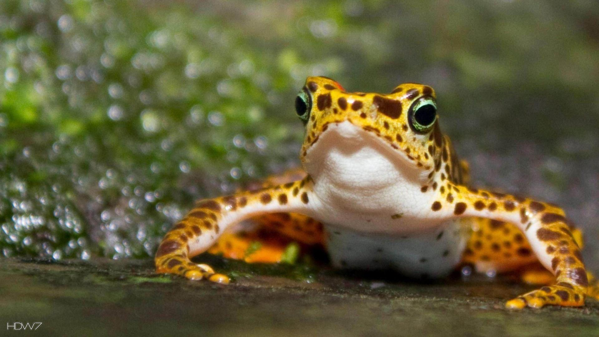 Amphibian Wallpapers - Top Free Amphibian Backgrounds - WallpaperAccess