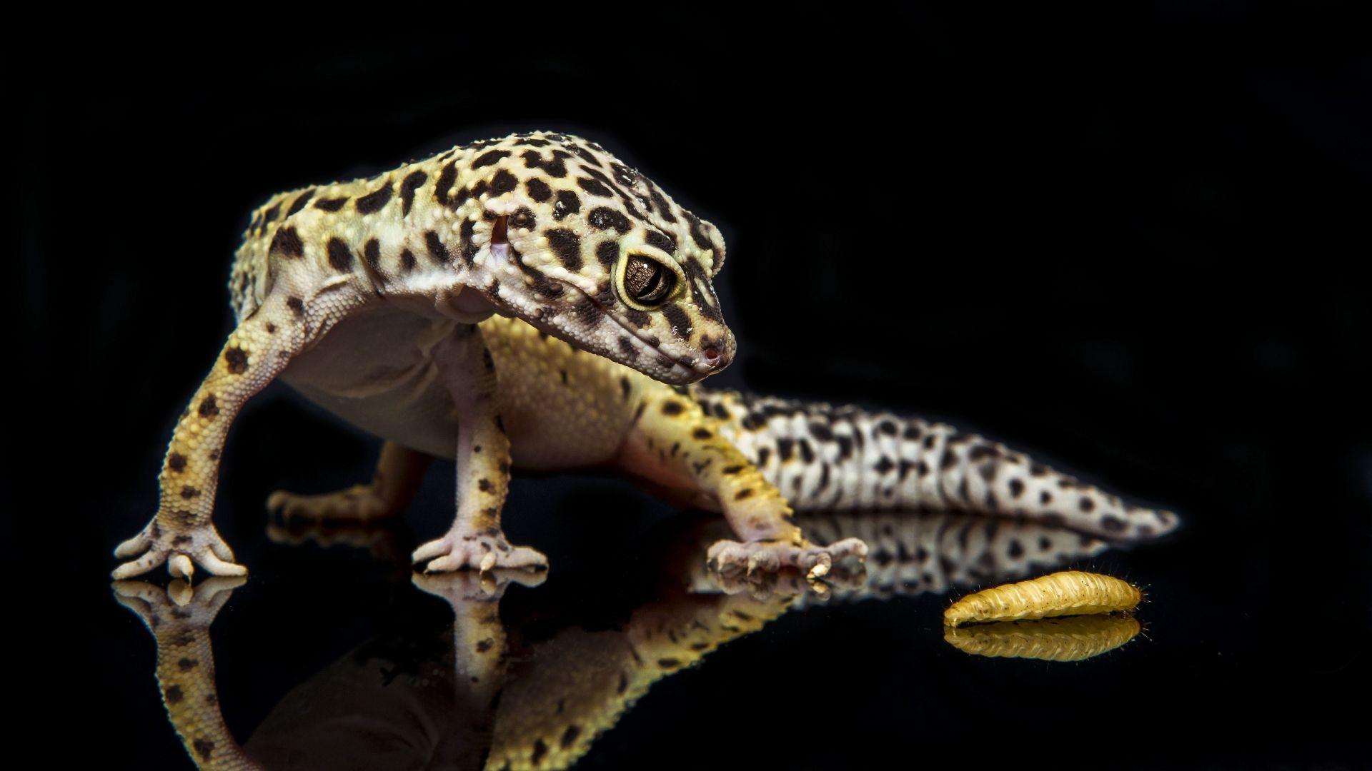 Animal Reptile Wallpapers - Top Free Animal Reptile Backgrounds ...