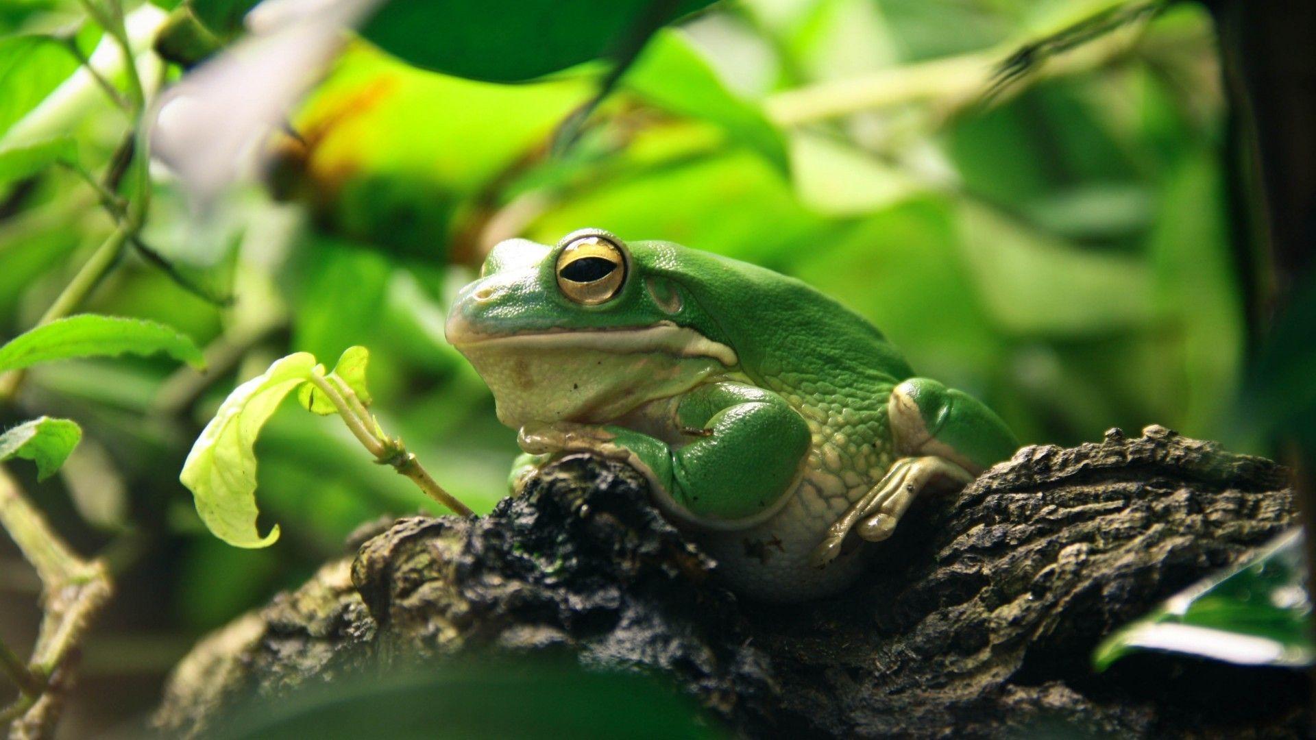 Amphibian Wallpapers - Top Free Amphibian Backgrounds - WallpaperAccess