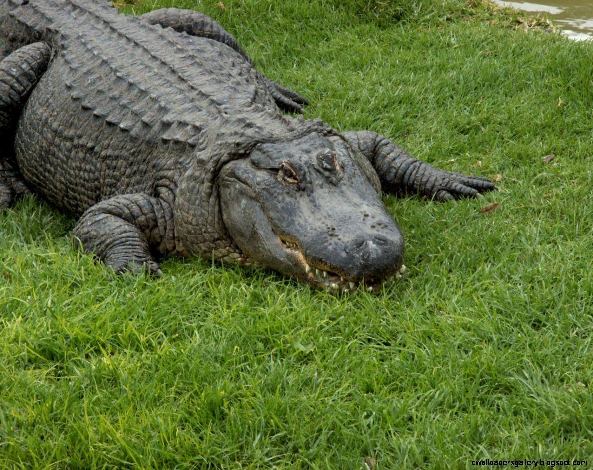 Animal Reptile Wallpapers - Top Free Animal Reptile Backgrounds ...