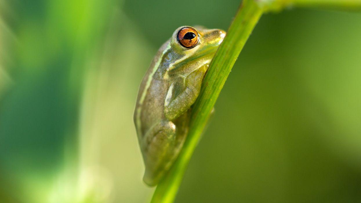 Amphibian Wallpapers - Top Free Amphibian Backgrounds - WallpaperAccess