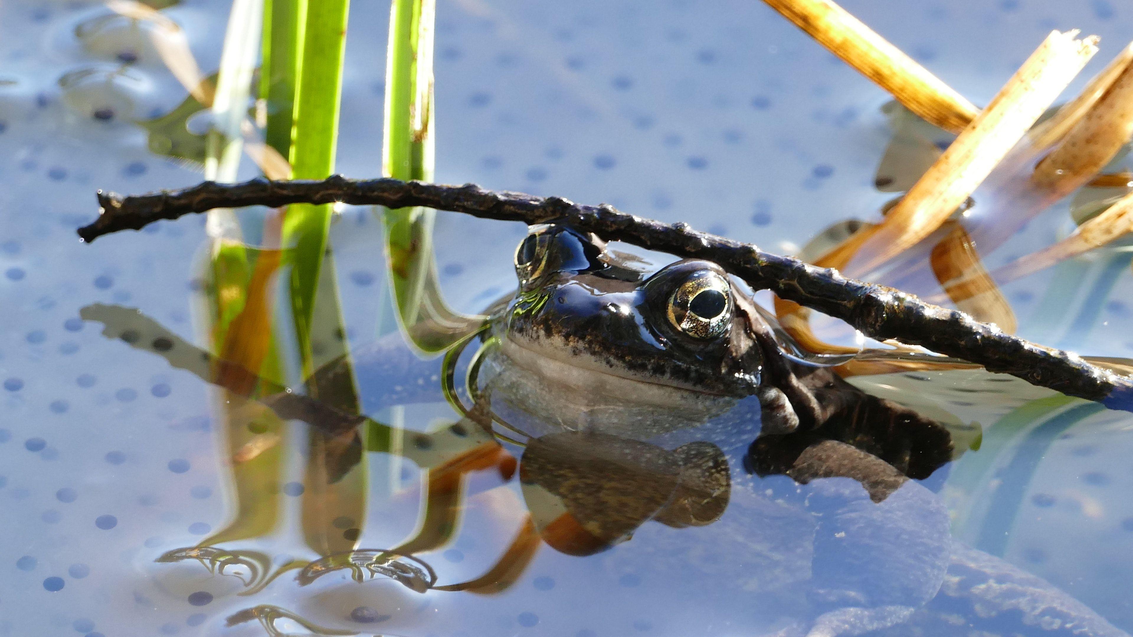 Amphibian Wallpapers - Top Free Amphibian Backgrounds - WallpaperAccess