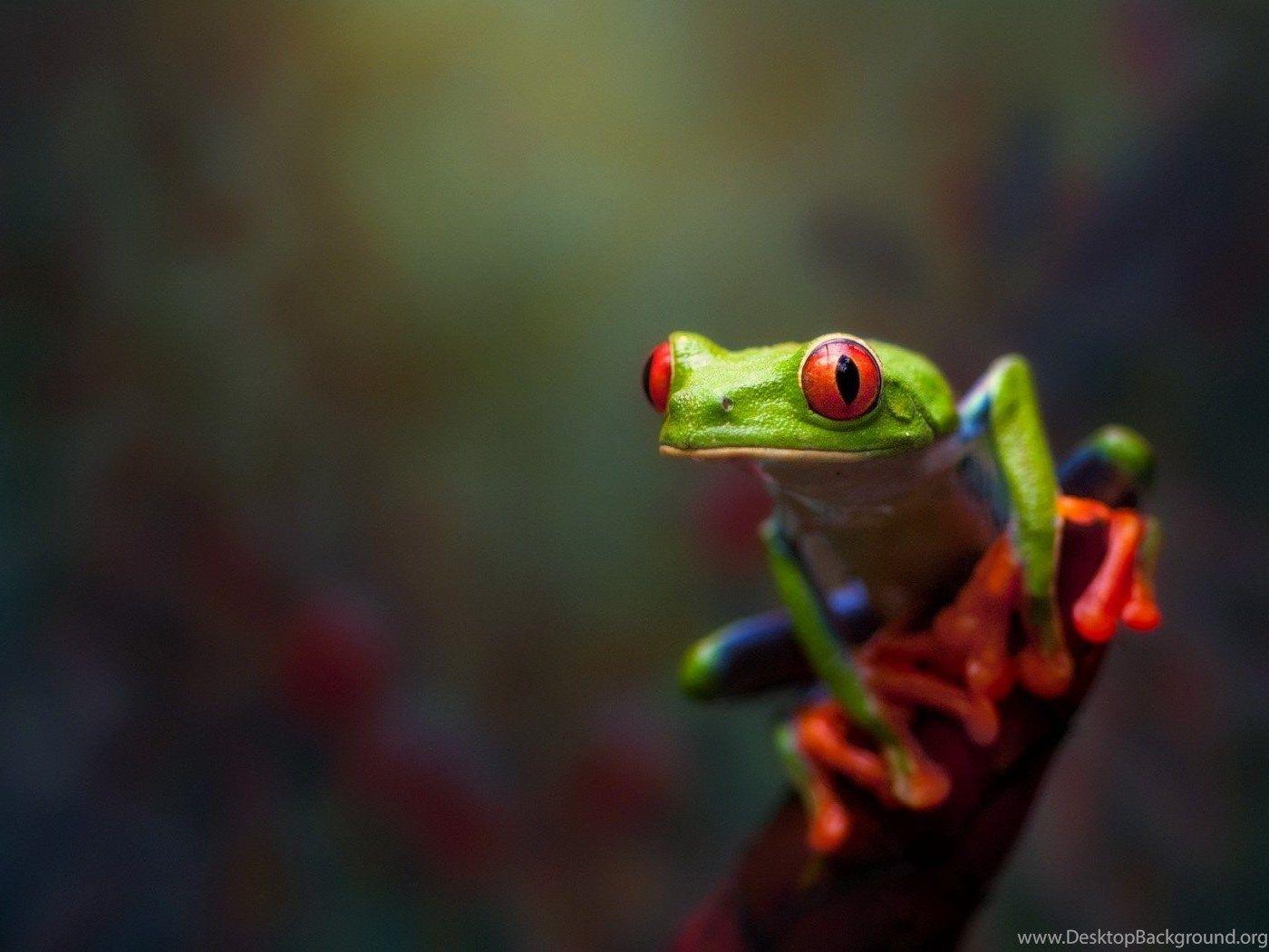 Amphibian Wallpapers - Top Free Amphibian Backgrounds - WallpaperAccess