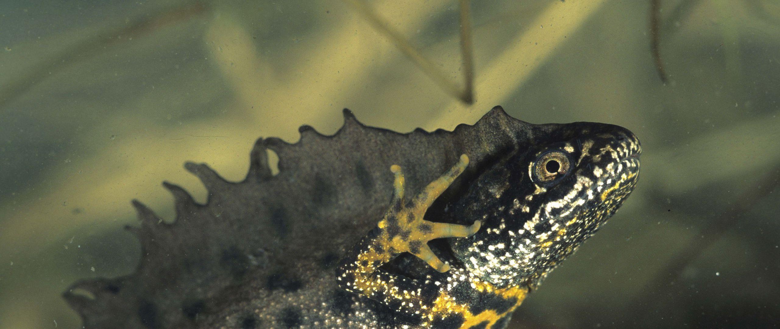 Amphibian Wallpapers - Top Free Amphibian Backgrounds - WallpaperAccess