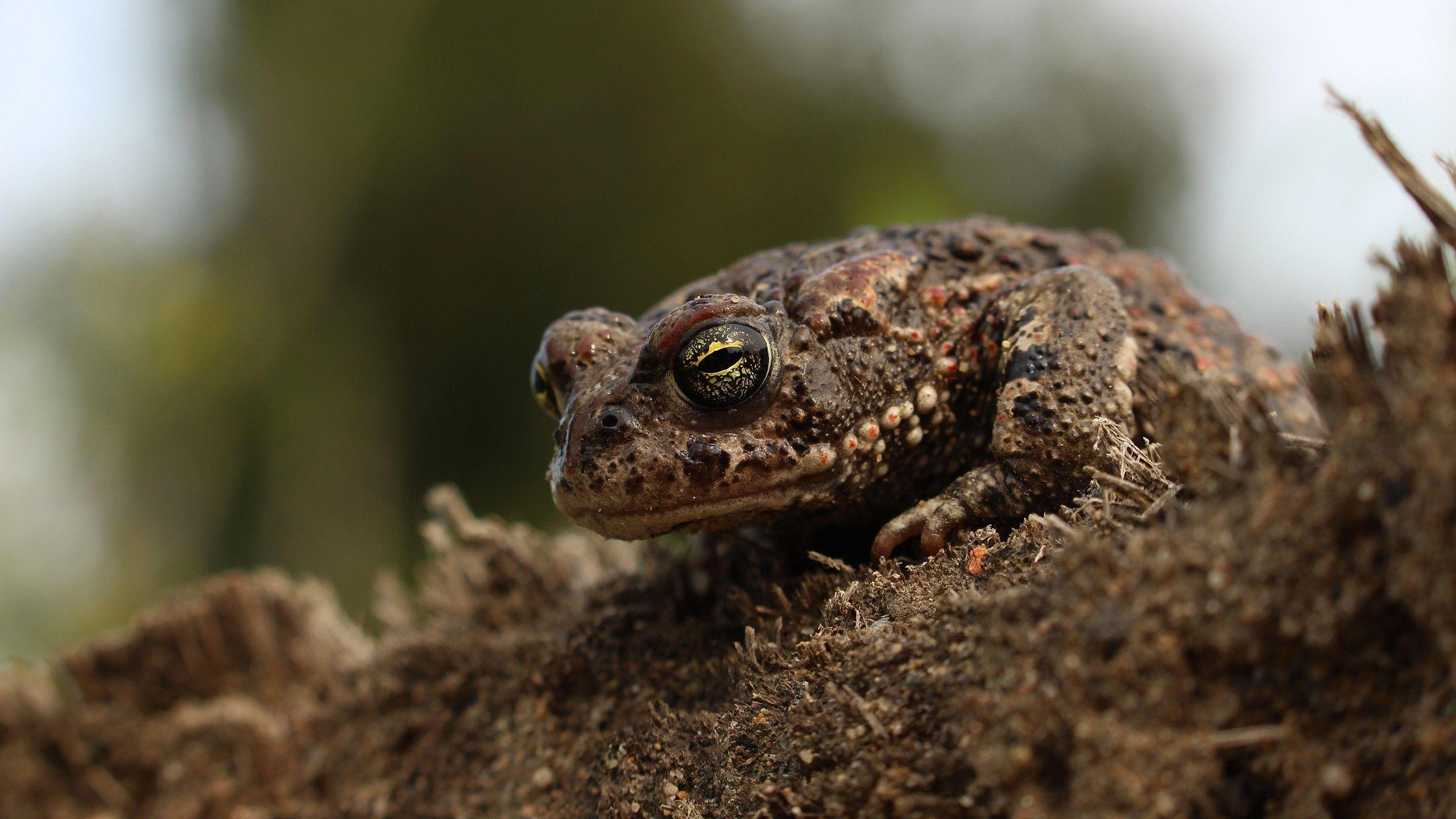Amphibian Wallpapers - Top Free Amphibian Backgrounds - WallpaperAccess
