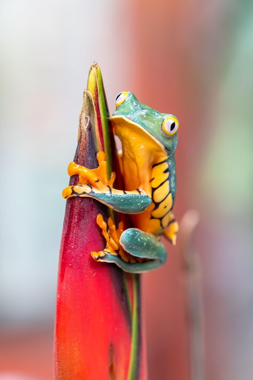 Amphibian Wallpapers - Top Free Amphibian Backgrounds - WallpaperAccess