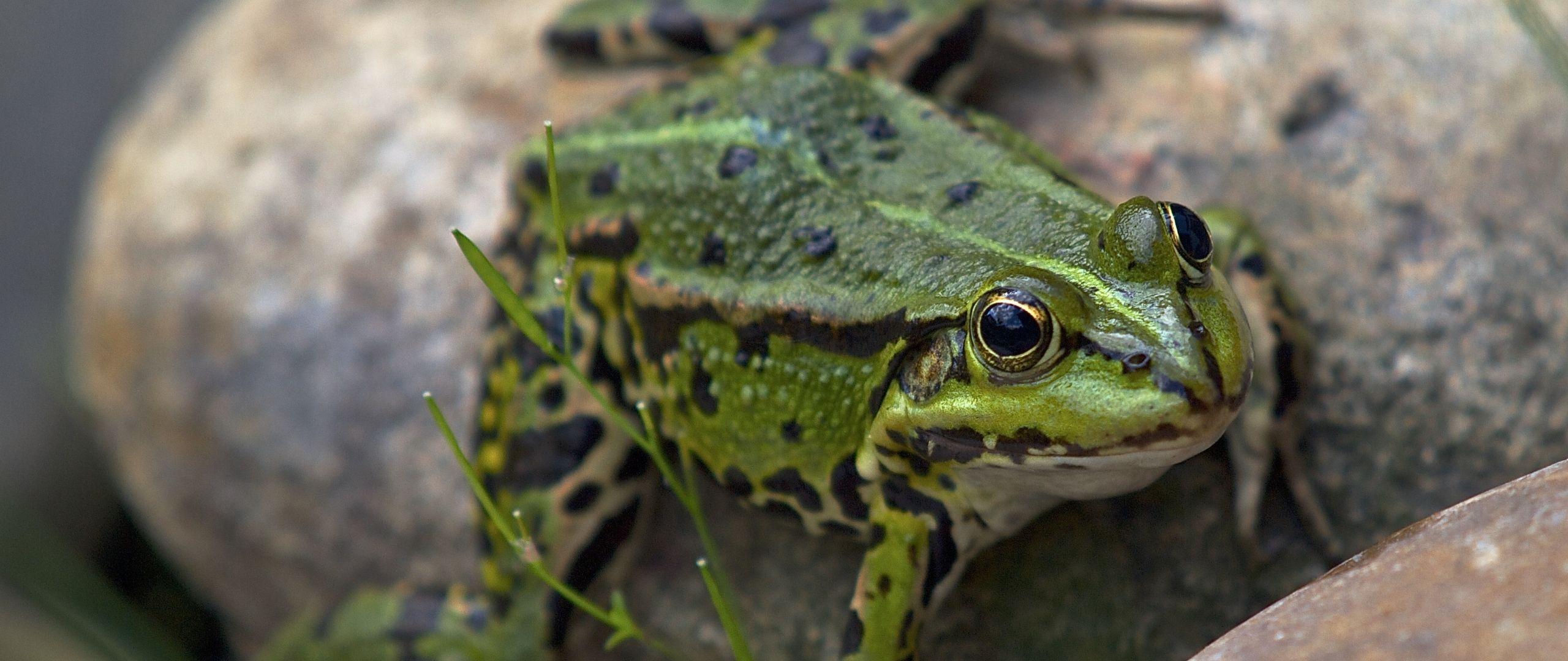 Amphibian Wallpapers - Top Free Amphibian Backgrounds - WallpaperAccess