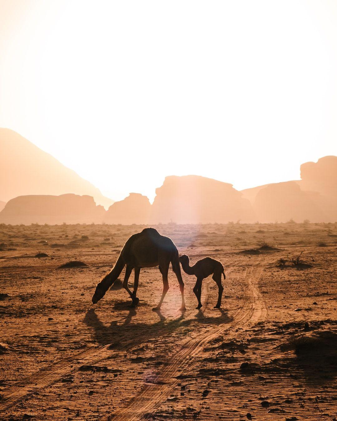 Wadi Rum Wallpapers - Top Free Wadi Rum Backgrounds - WallpaperAccess
