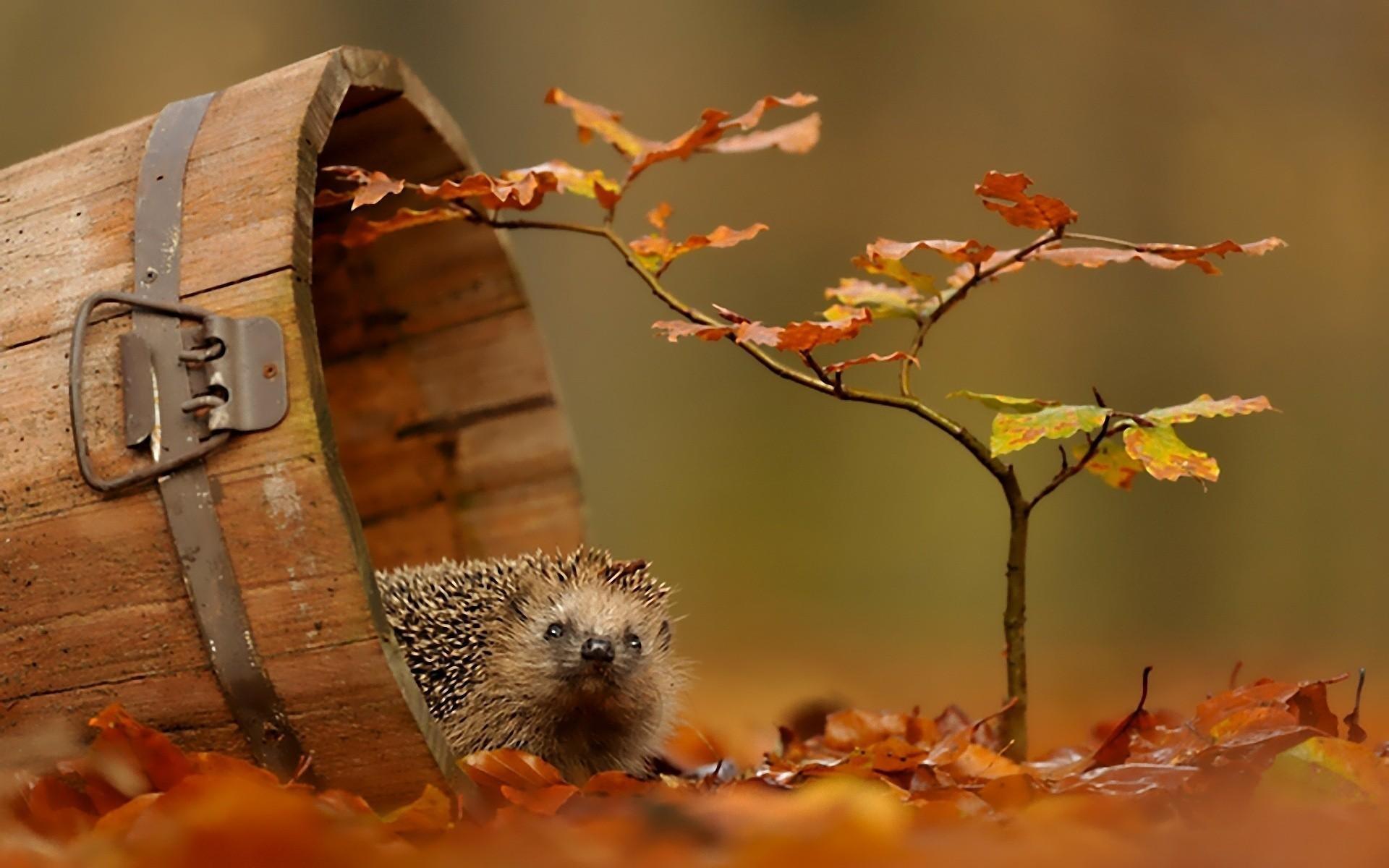 Cute Autumn Animals Wallpapers - Top Free Cute Autumn Animals ...