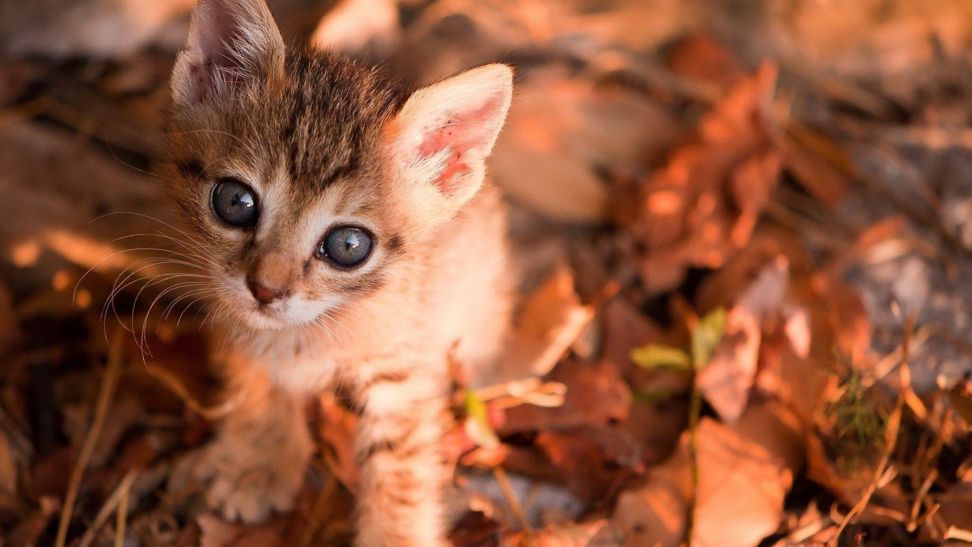 Cute Autumn Animals Wallpapers - Top Free Cute Autumn Animals ...