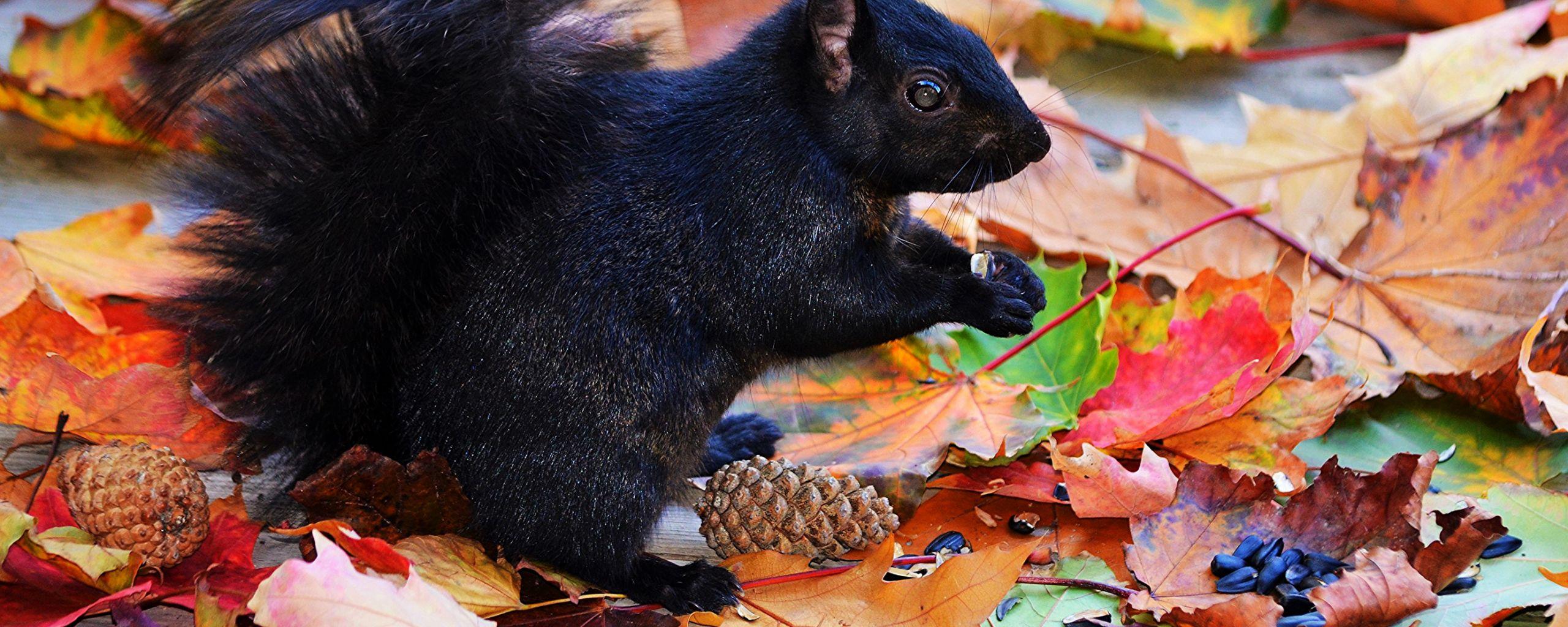 Cute Autumn Animals Wallpapers - Top Free Cute Autumn Animals ...