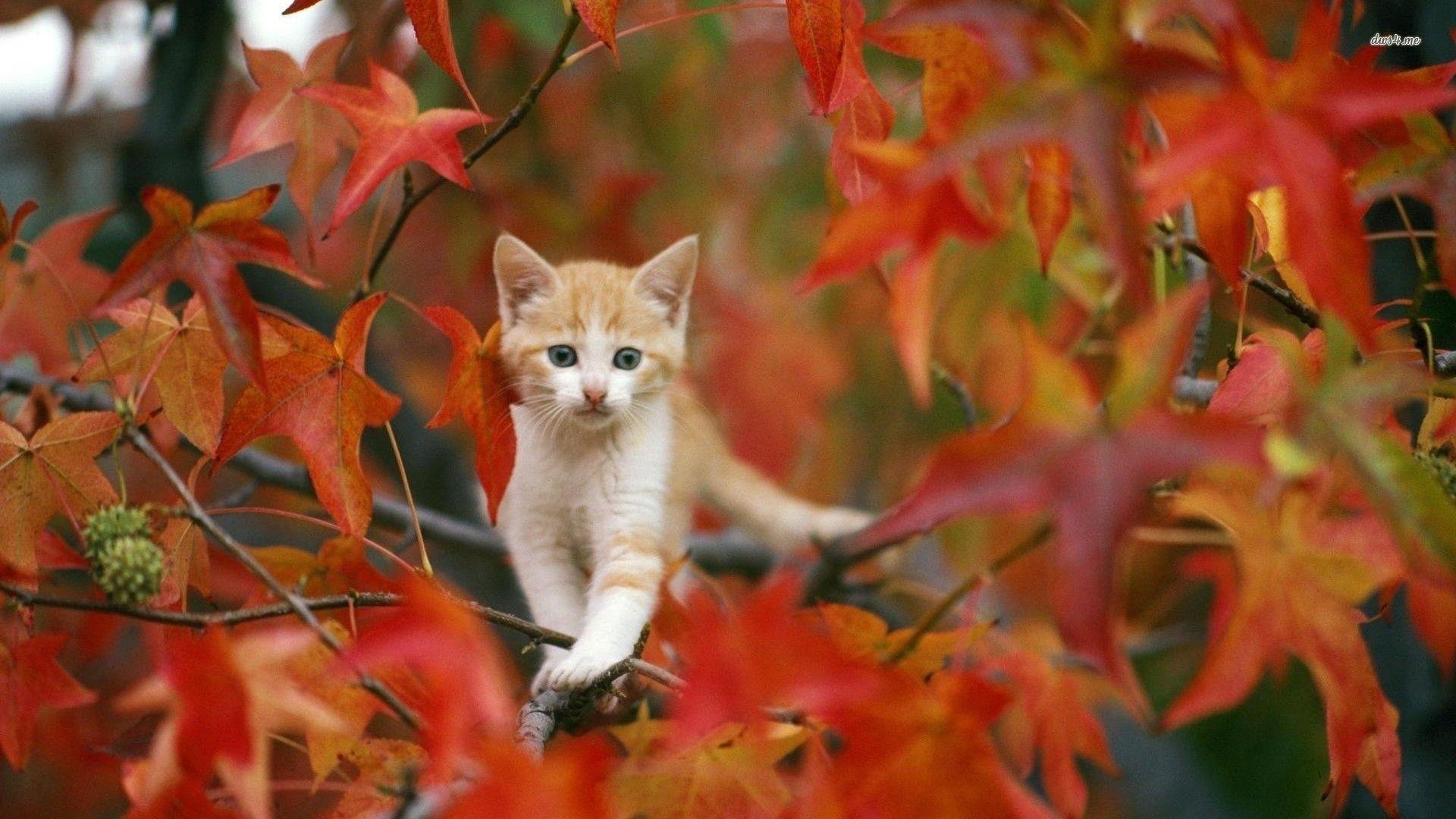 Cute Autumn Animals Wallpapers - Top Free Cute Autumn Animals ...
