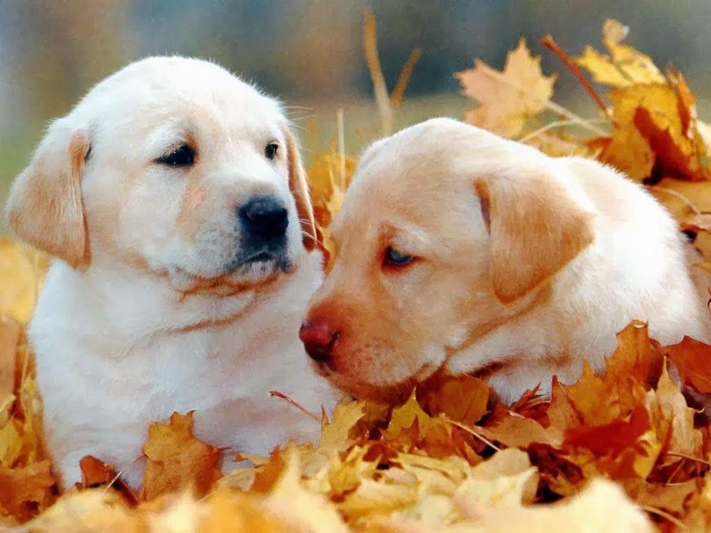 Cute Autumn Animals Wallpapers - Top Free Cute Autumn Animals ...