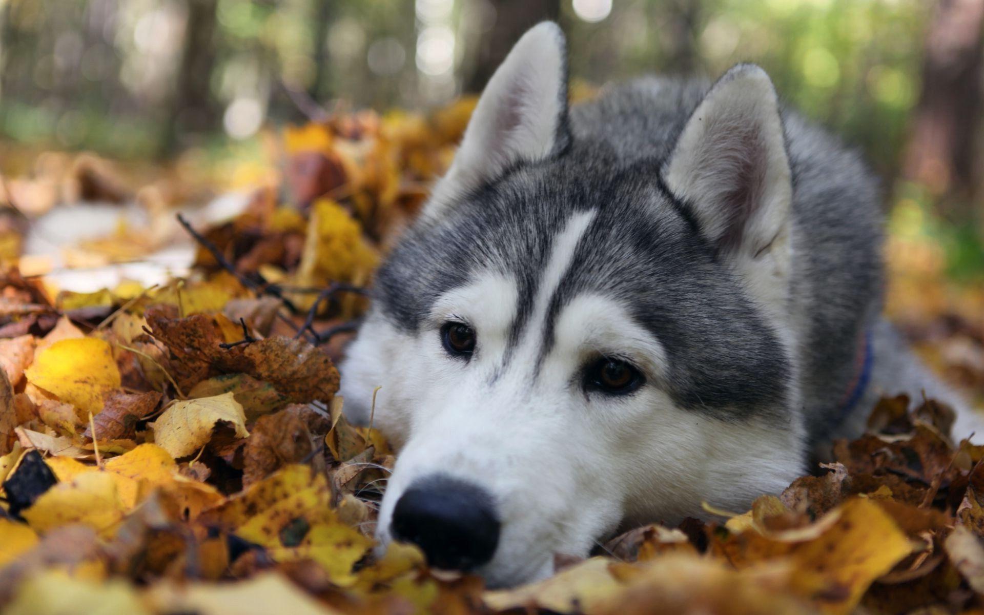 Cute Autumn Animals Wallpapers - Top Free Cute Autumn Animals ...