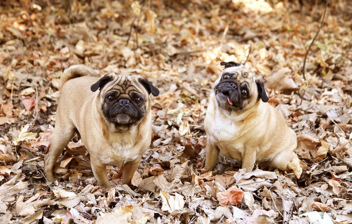 Cute Autumn Animals Wallpapers - Top Free Cute Autumn Animals ...