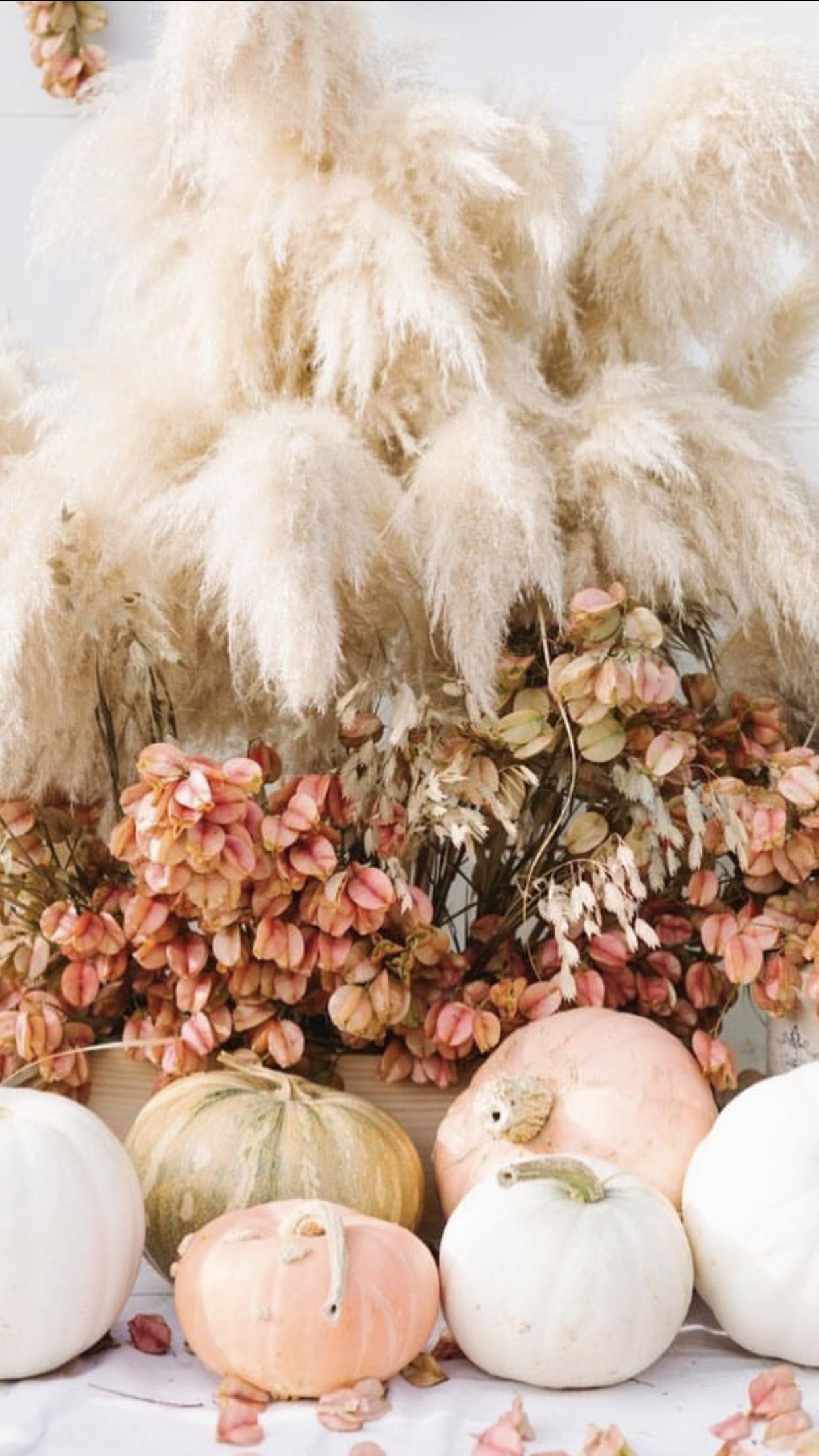 Pink Pumpkin Wallpapers - Top Free Pink Pumpkin Backgrounds ...