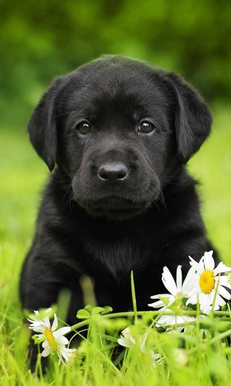 Black Lab Puppies Wallpapers - Top Free Black Lab Puppies Backgrounds ...