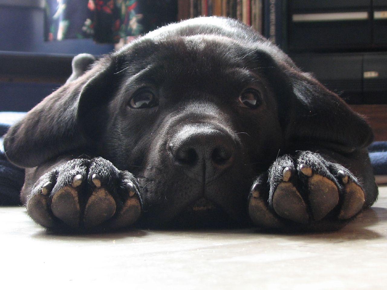 Black Lab Puppies Wallpapers - Top Free Black Lab Puppies Backgrounds ...