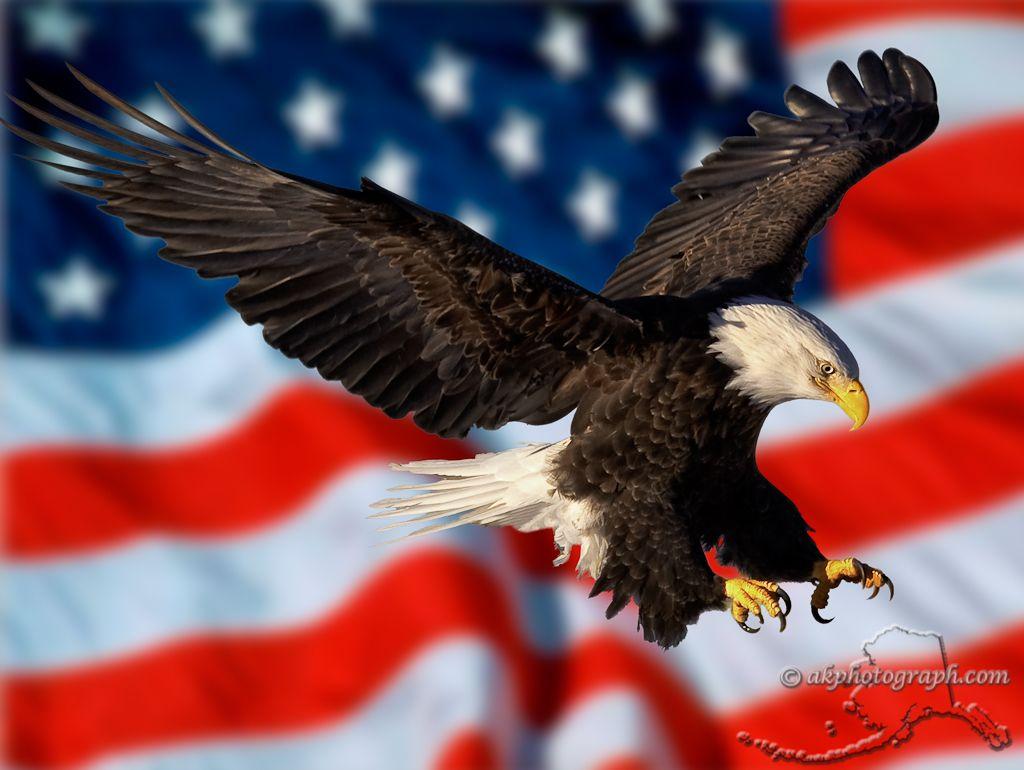 Bald Eagle Flag Wallpapers - Top Free Bald Eagle Flag Backgrounds - WallpaperAccess