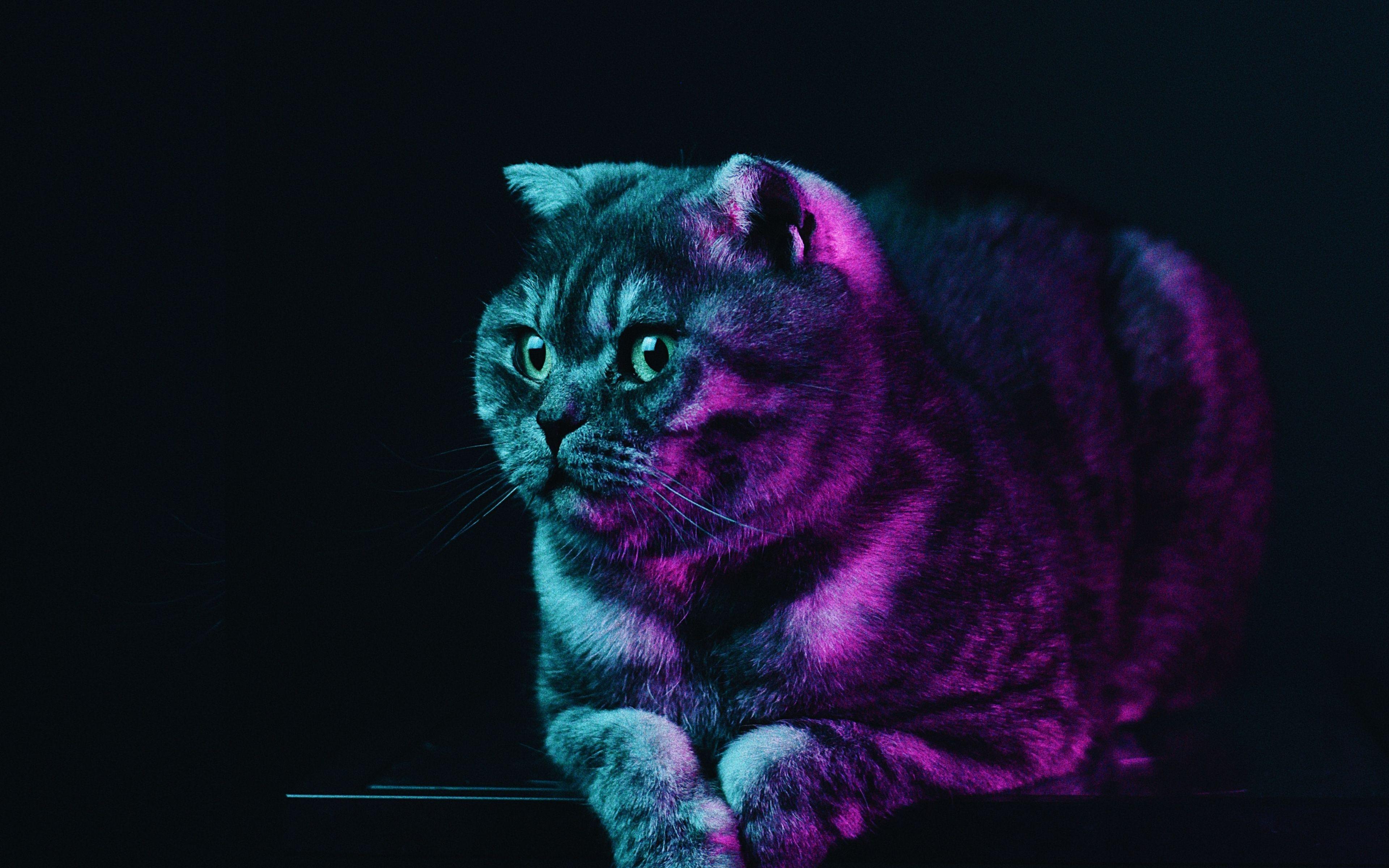 Neon Cat HD Wallpapers - Top Free Neon Cat HD Backgrounds - WallpaperAccess