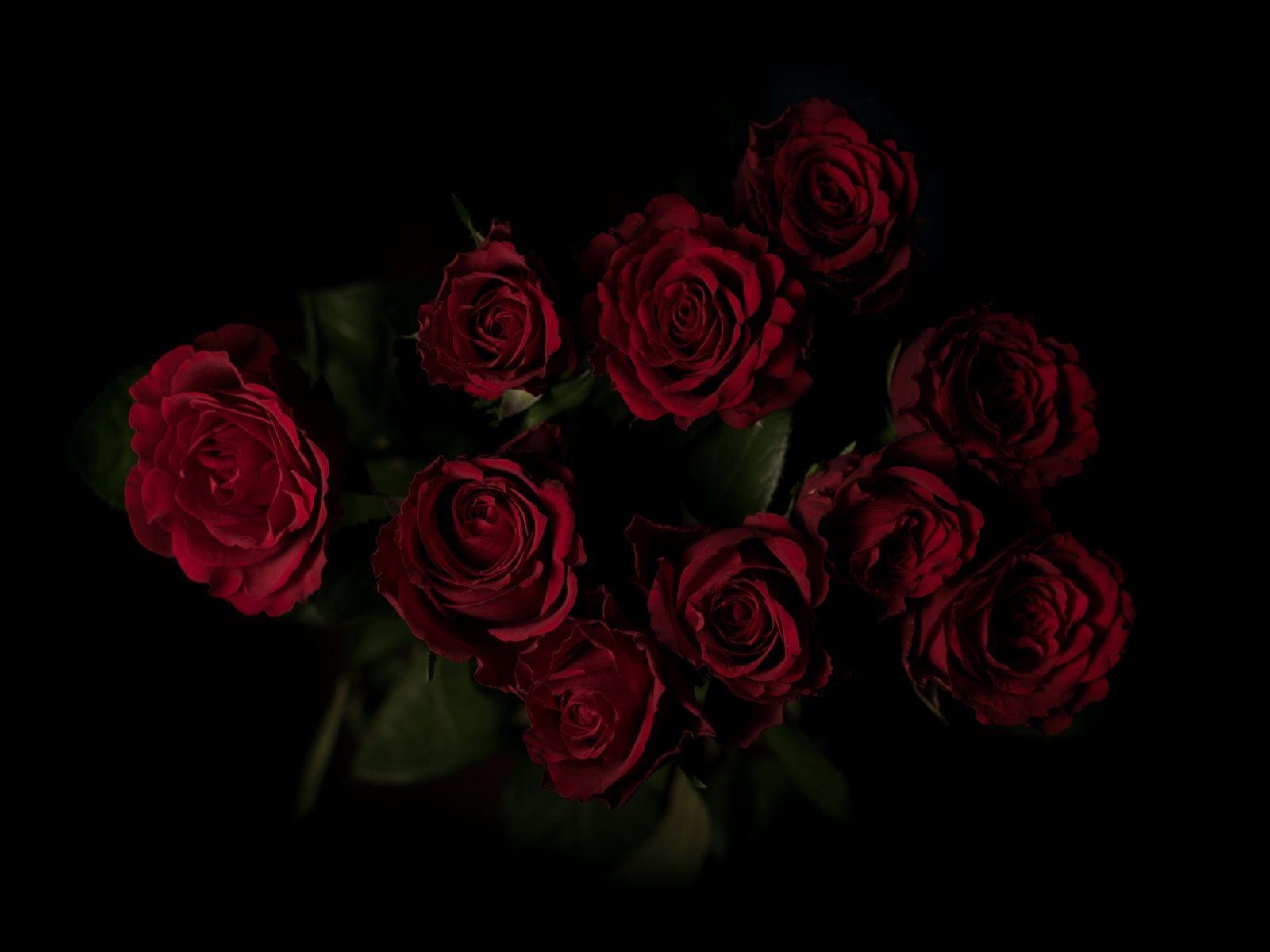 Maroon Roses Wallpapers - Top Free Maroon Roses Backgrounds ...