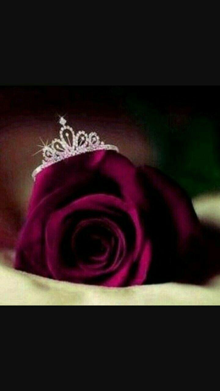 Maroon Roses Wallpapers - Top Free Maroon Roses Backgrounds ...