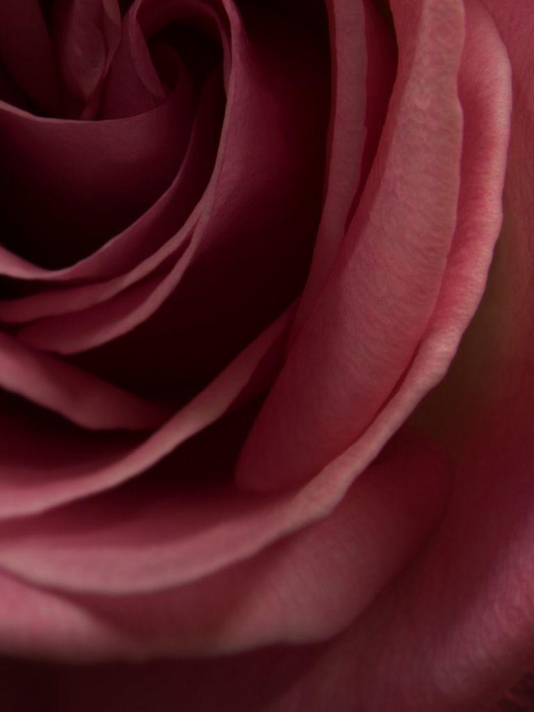 Maroon Roses Wallpapers - Top Free Maroon Roses Backgrounds ...