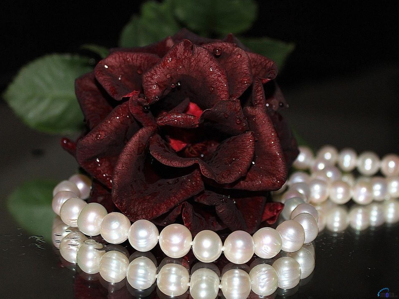 Maroon Roses Wallpapers - Top Free Maroon Roses Backgrounds ...