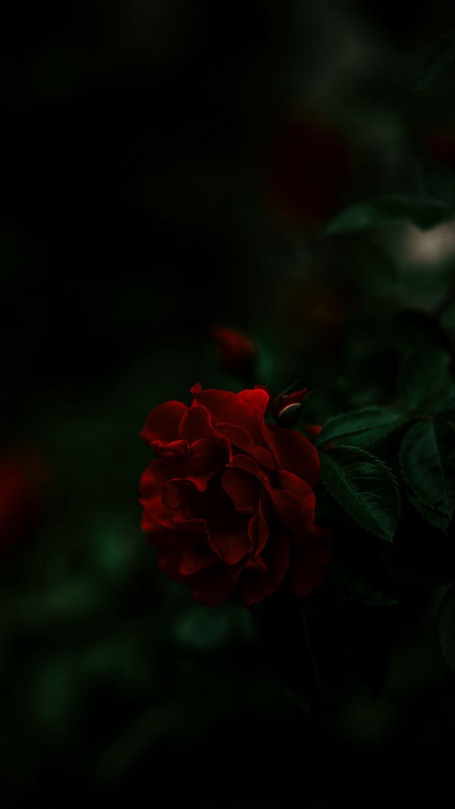 Maroon Roses Wallpapers - Top Free Maroon Roses Backgrounds ...