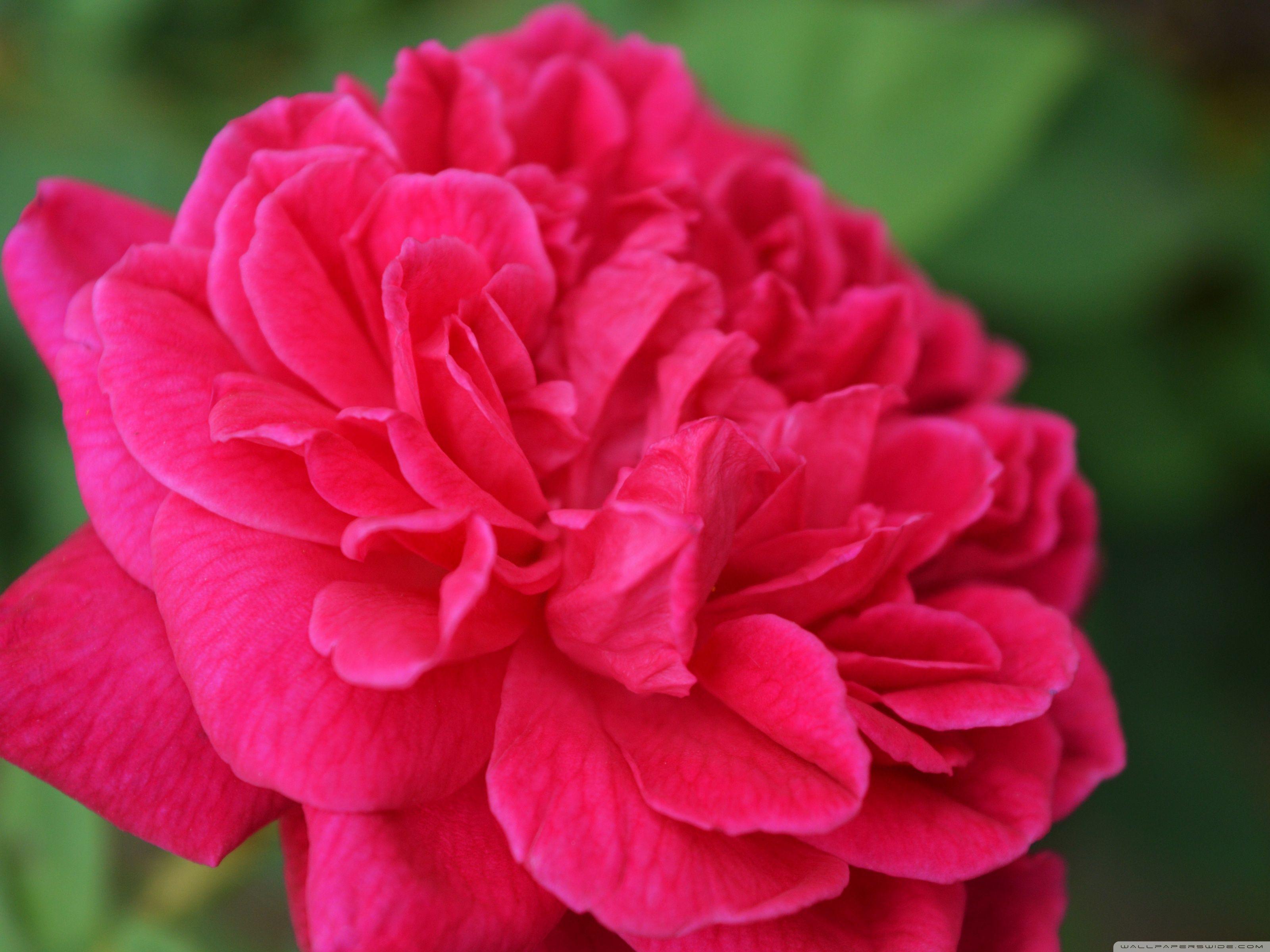 Elegant Red Rose Wallpapers - Top Free Elegant Red Rose Backgrounds ...