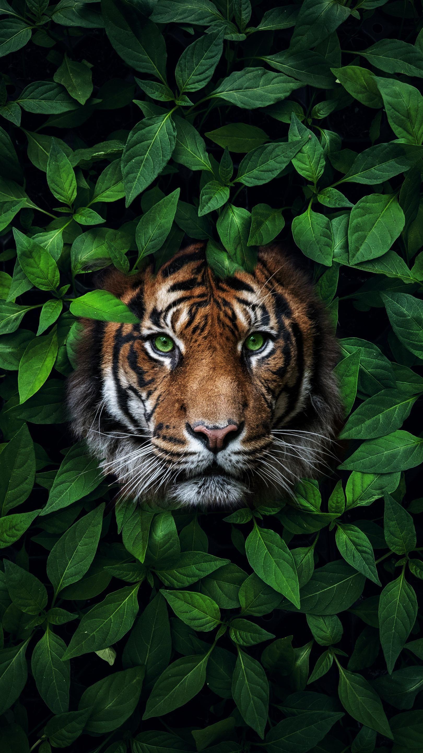 Nature Animal Wallpapers - Top Free Nature Animal Backgrounds ...