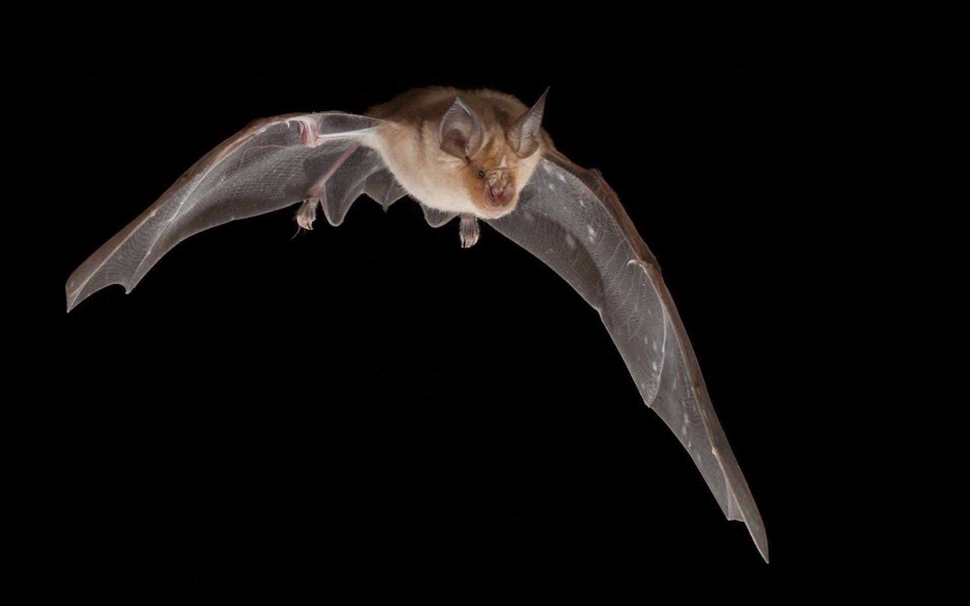 Cute Bat Wallpapers - Top Free Cute Bat Backgrounds - WallpaperAccess