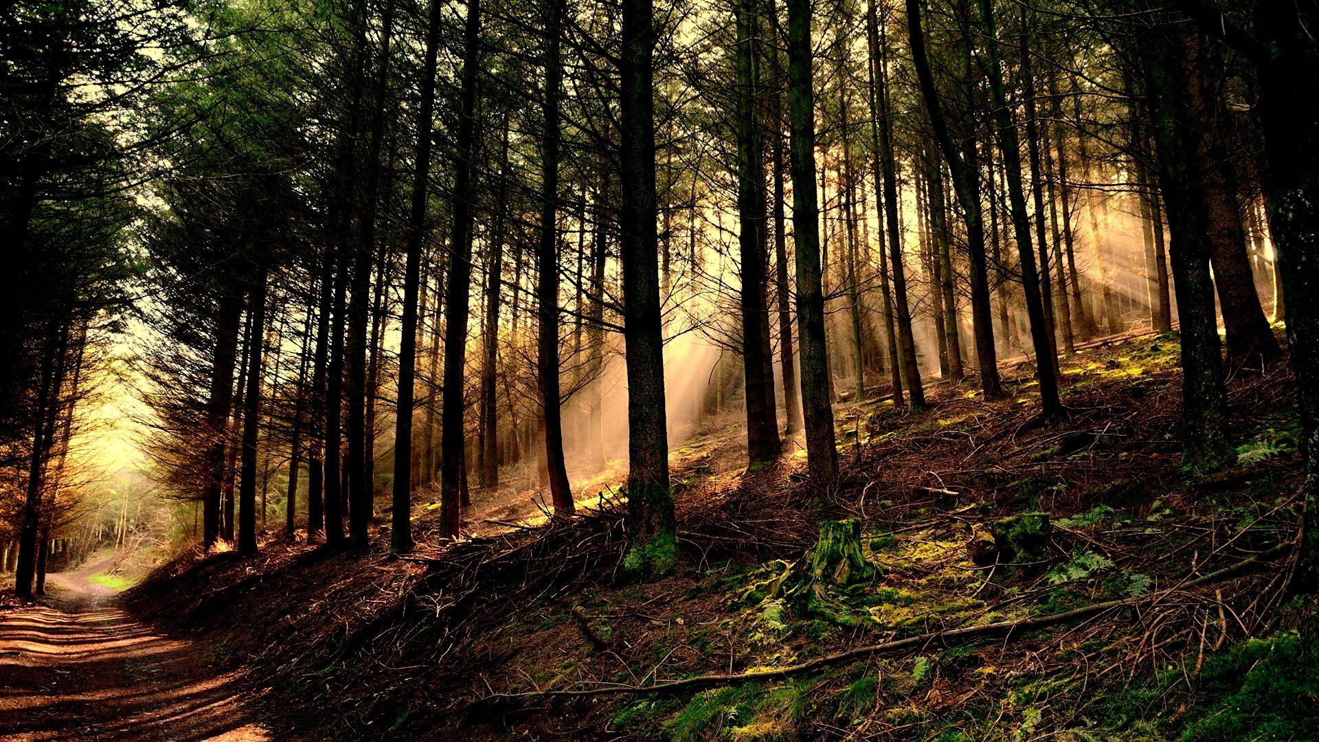 Epic Forest Wallpapers - Top Free Epic Forest Backgrounds - WallpaperAccess