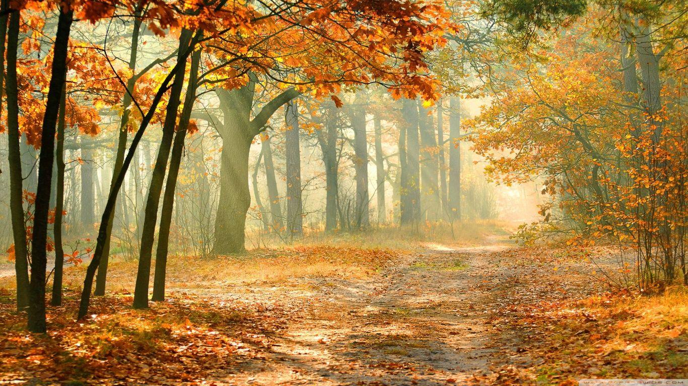 Epic Forest Wallpapers - Top Free Epic Forest Backgrounds - WallpaperAccess