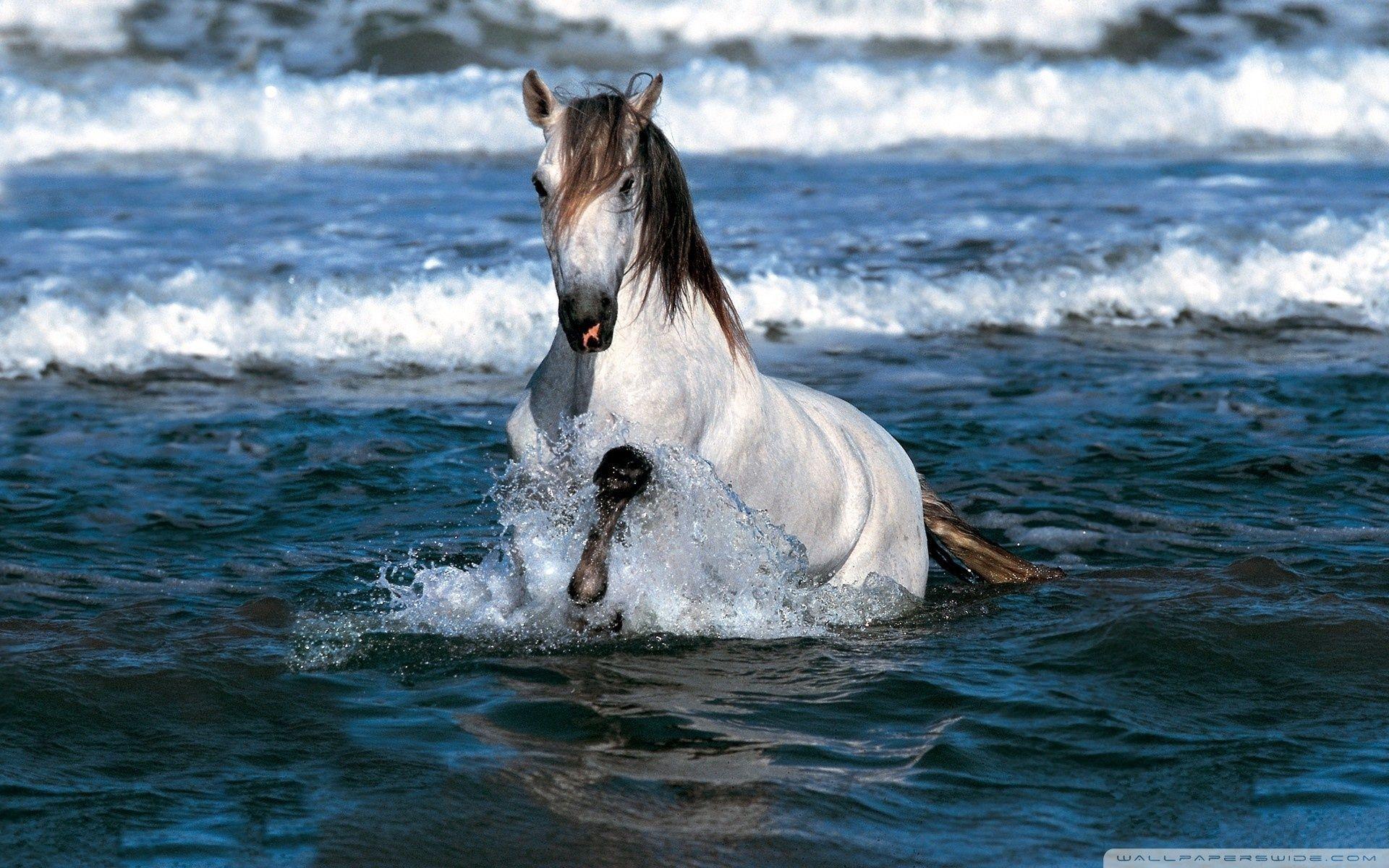 Running White Horse Wallpapers - Top Free Running White Horse ...
