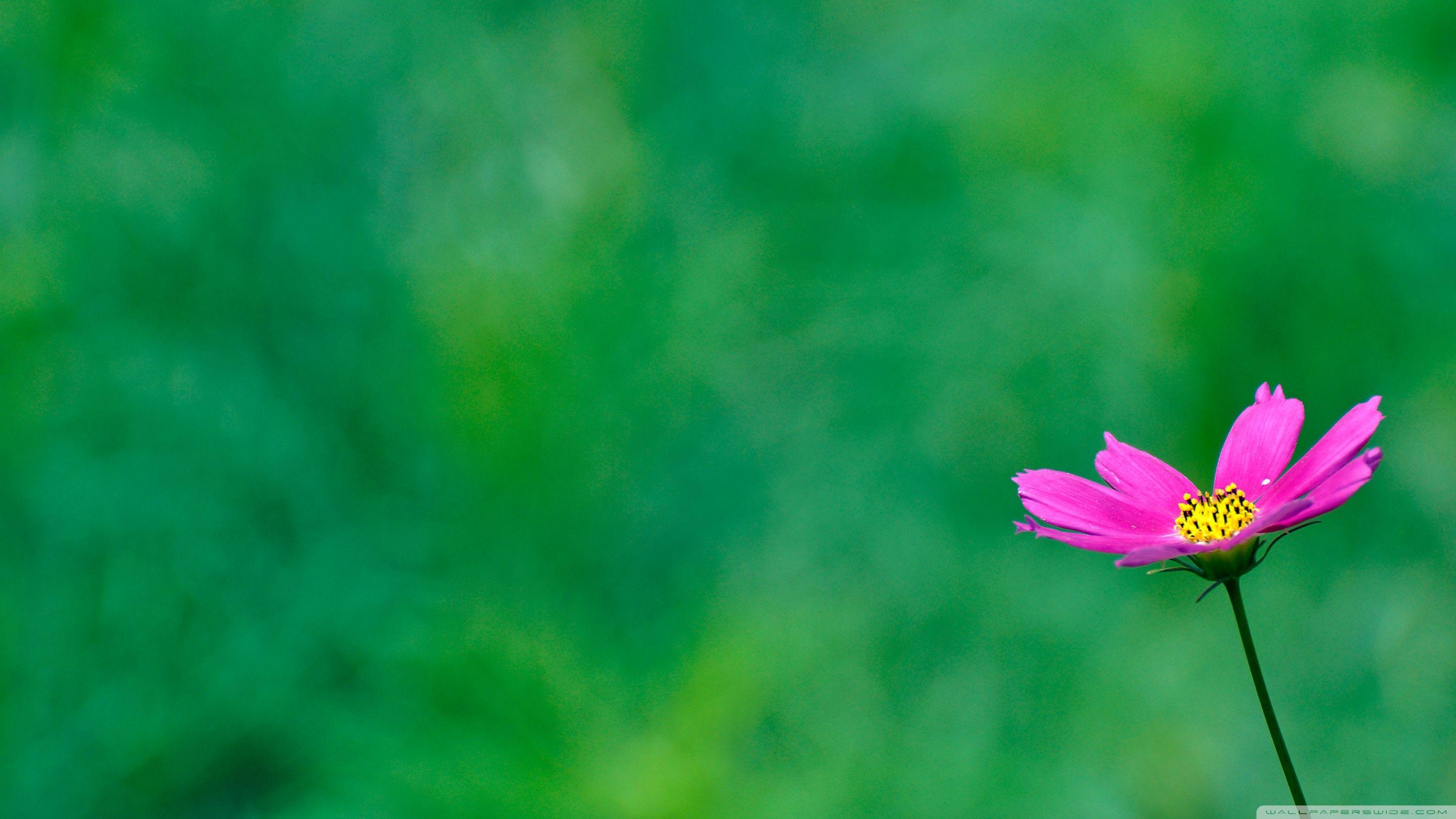 Green Cosmos Wallpapers - Top Free Green Cosmos Backgrounds ...