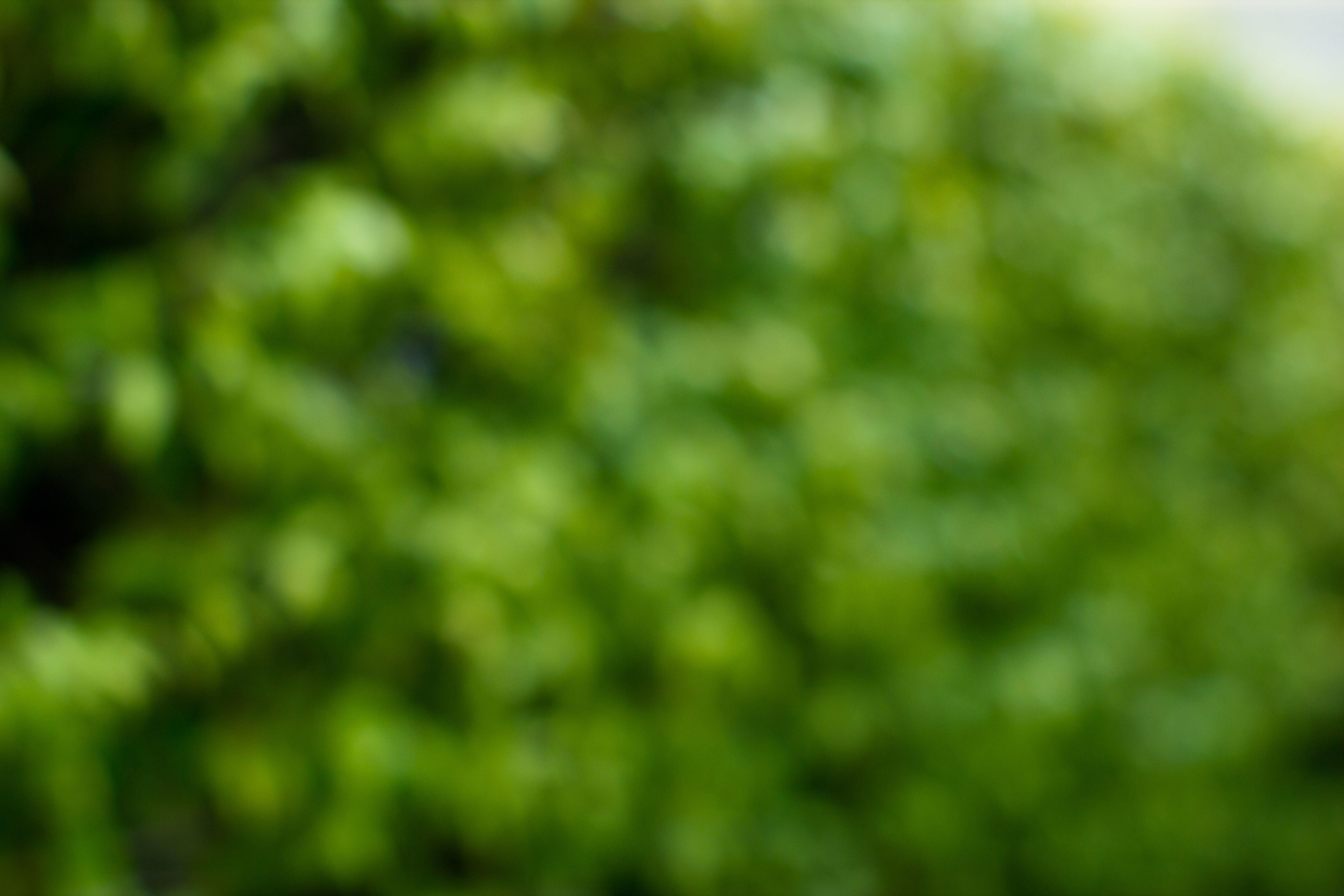 Out of Focus Wallpapers - Top Free Out of Focus Backgrounds ...