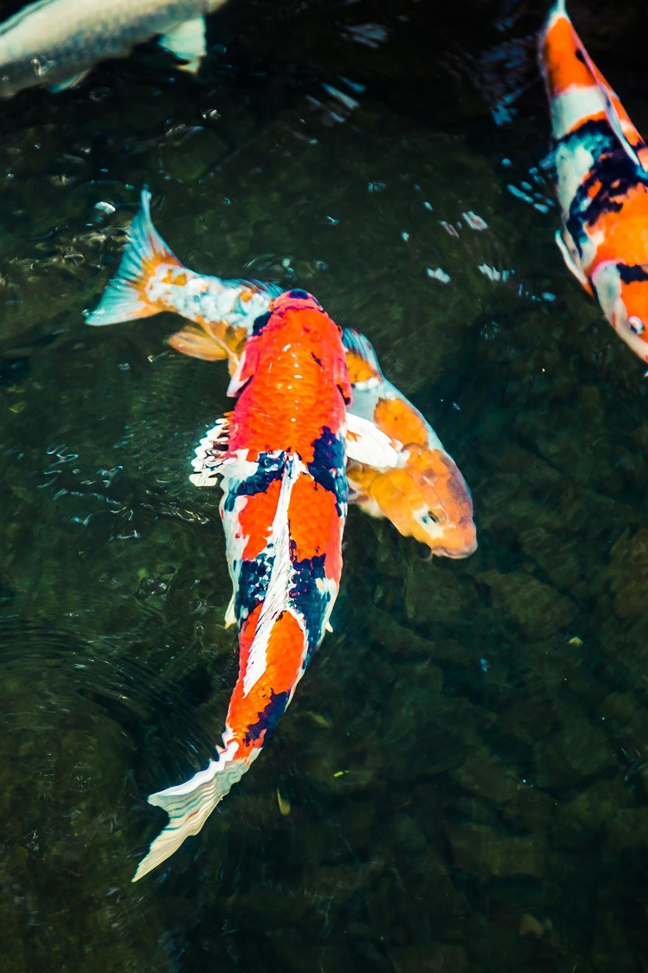 Ikan Koi Wallpapers - Top Free Ikan Koi Backgrounds - WallpaperAccess