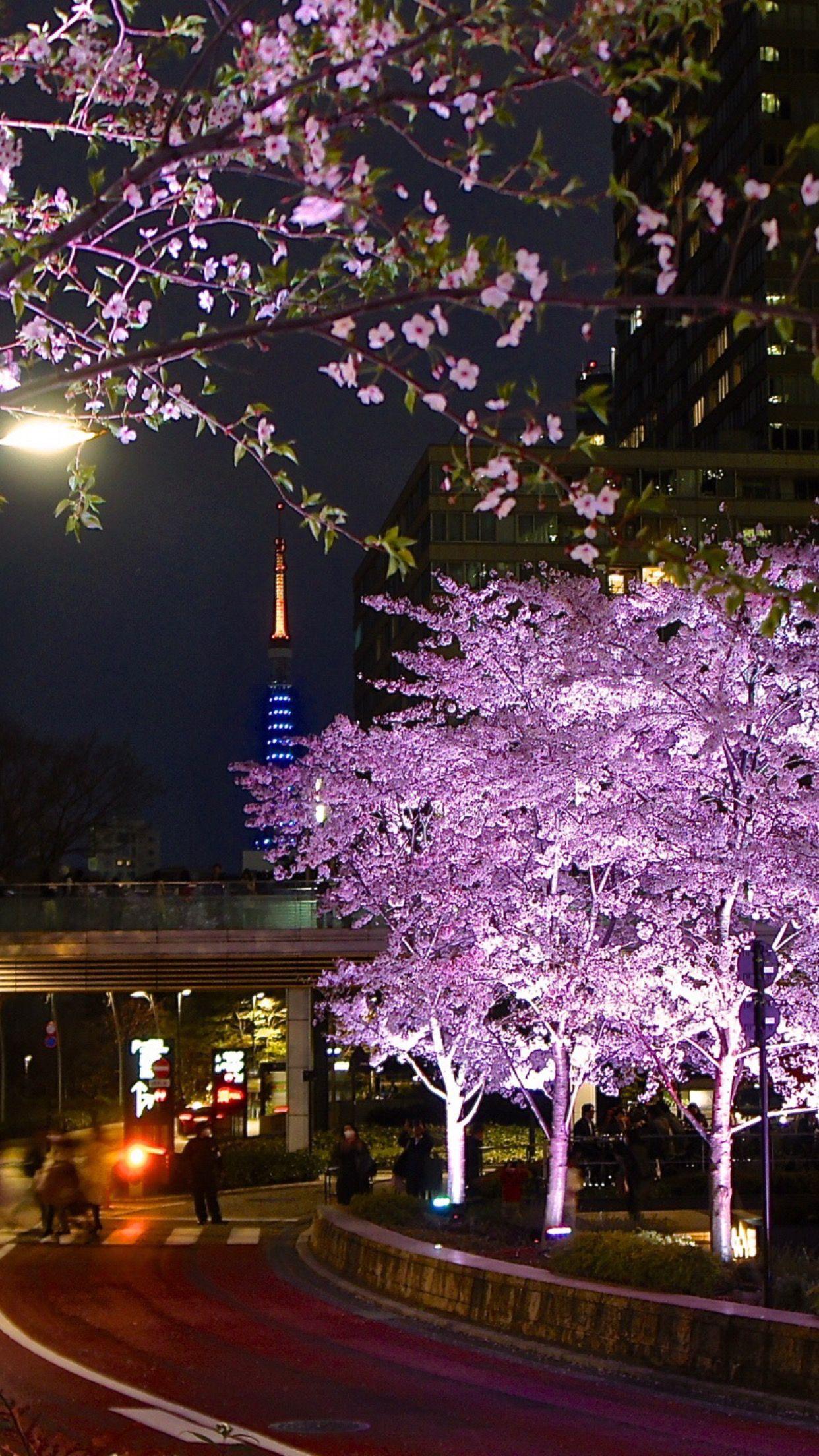 Cherry Blossoms At Night Wallpapers Top Free Cherry Blossoms At Night