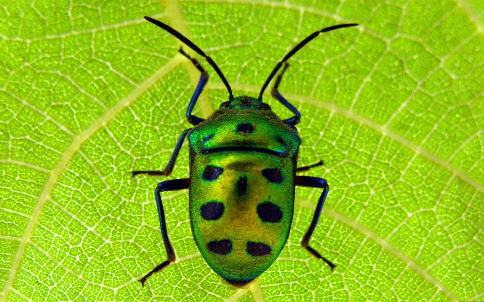 Scarab Wallpapers - Top Free Scarab Backgrounds - WallpaperAccess