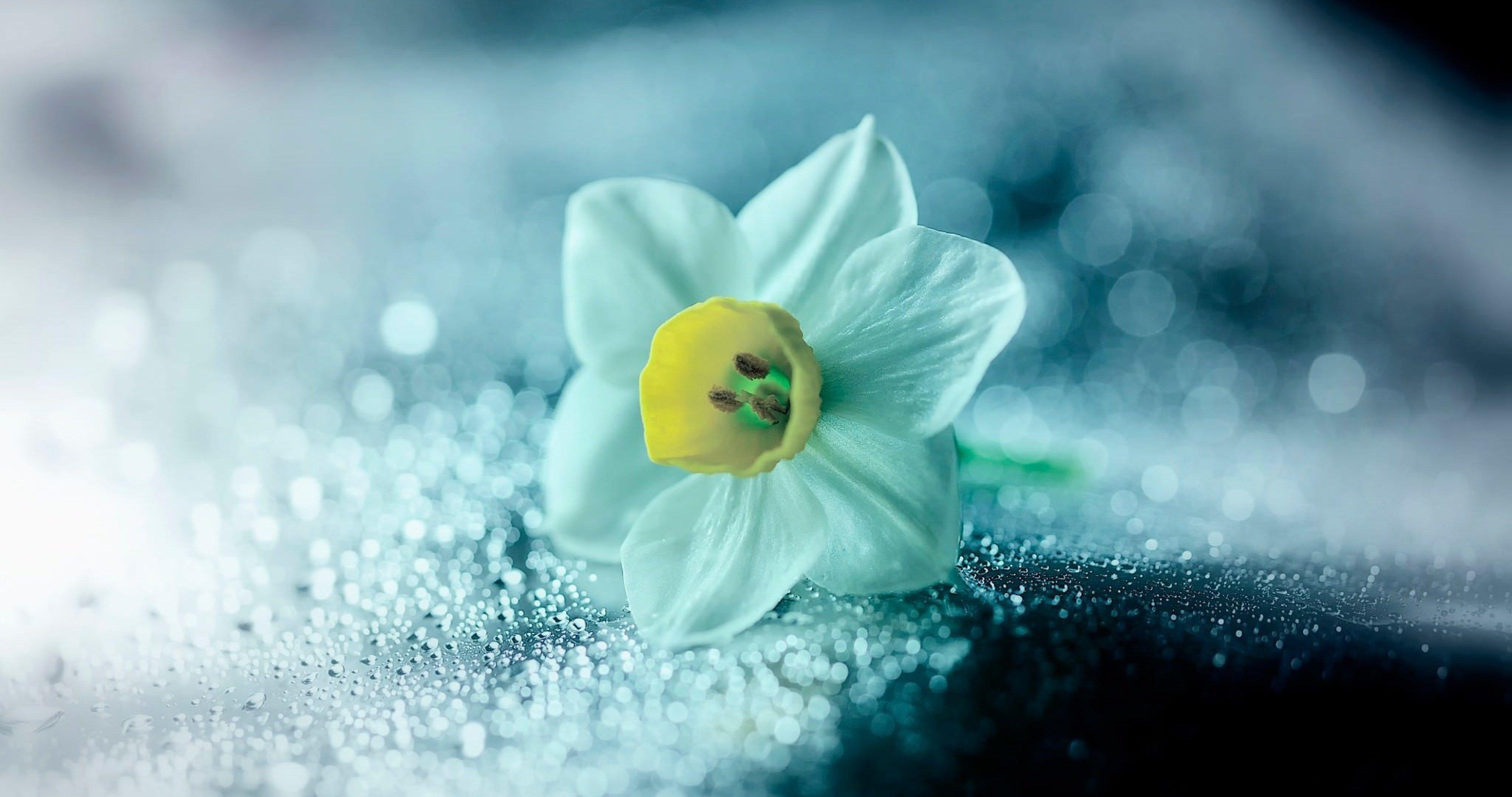 Narcissus Flower Wallpapers - Top Free Narcissus Flower Backgrounds ...