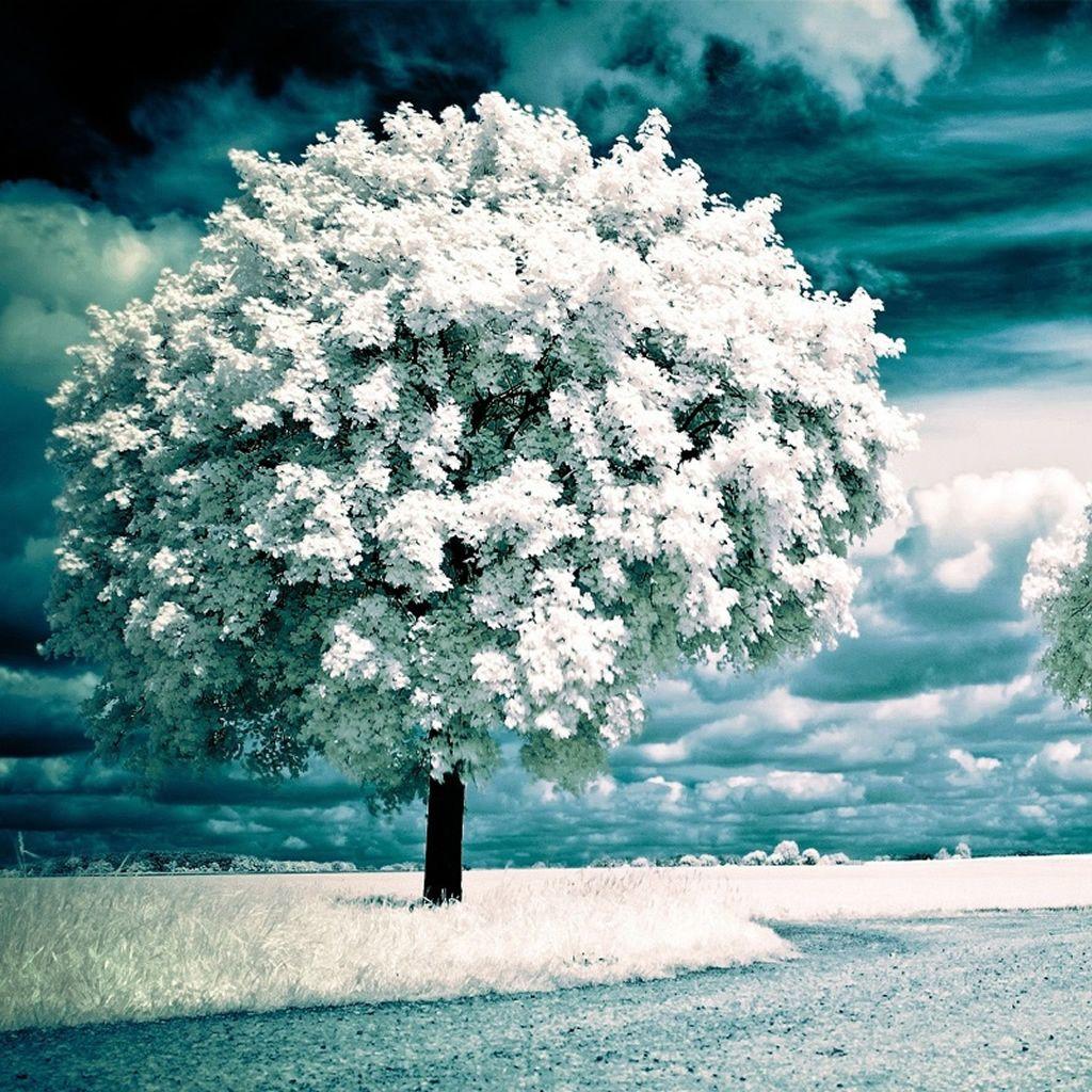 Infrared Landscape Wallpapers - Top Free Infrared Landscape Backgrounds ...