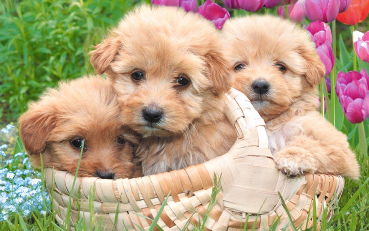 Small Puppies Wallpapers - Top Free Small Puppies Backgrounds ...