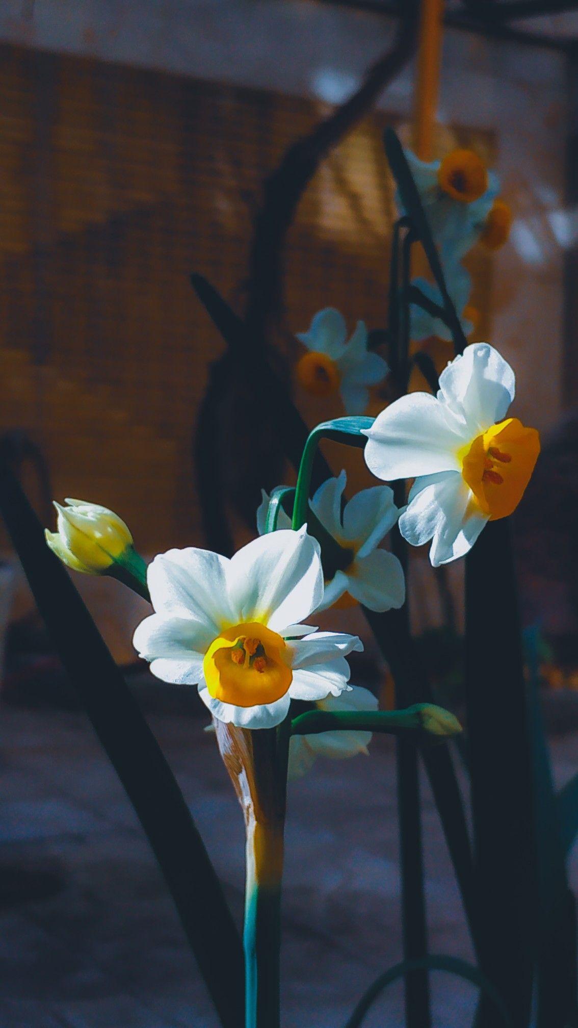 Narcissus Wallpapers - Top Free Narcissus Backgrounds - WallpaperAccess