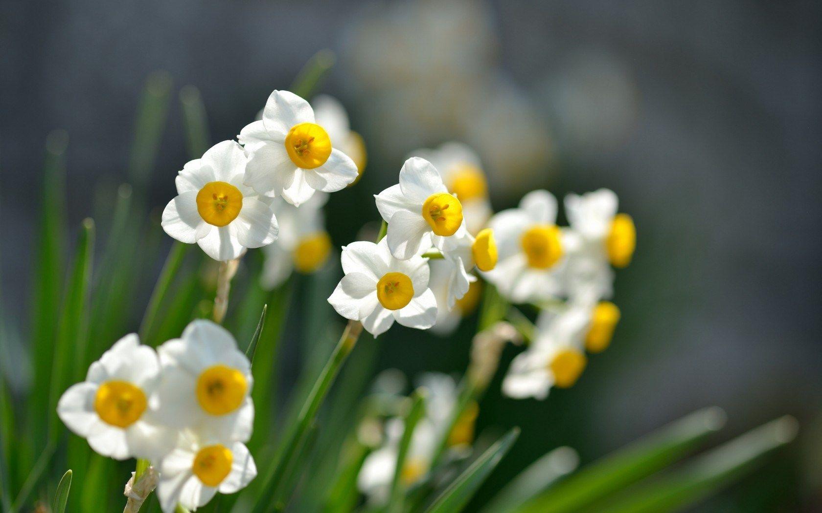 Narcissus Wallpapers - Top Free Narcissus Backgrounds - WallpaperAccess