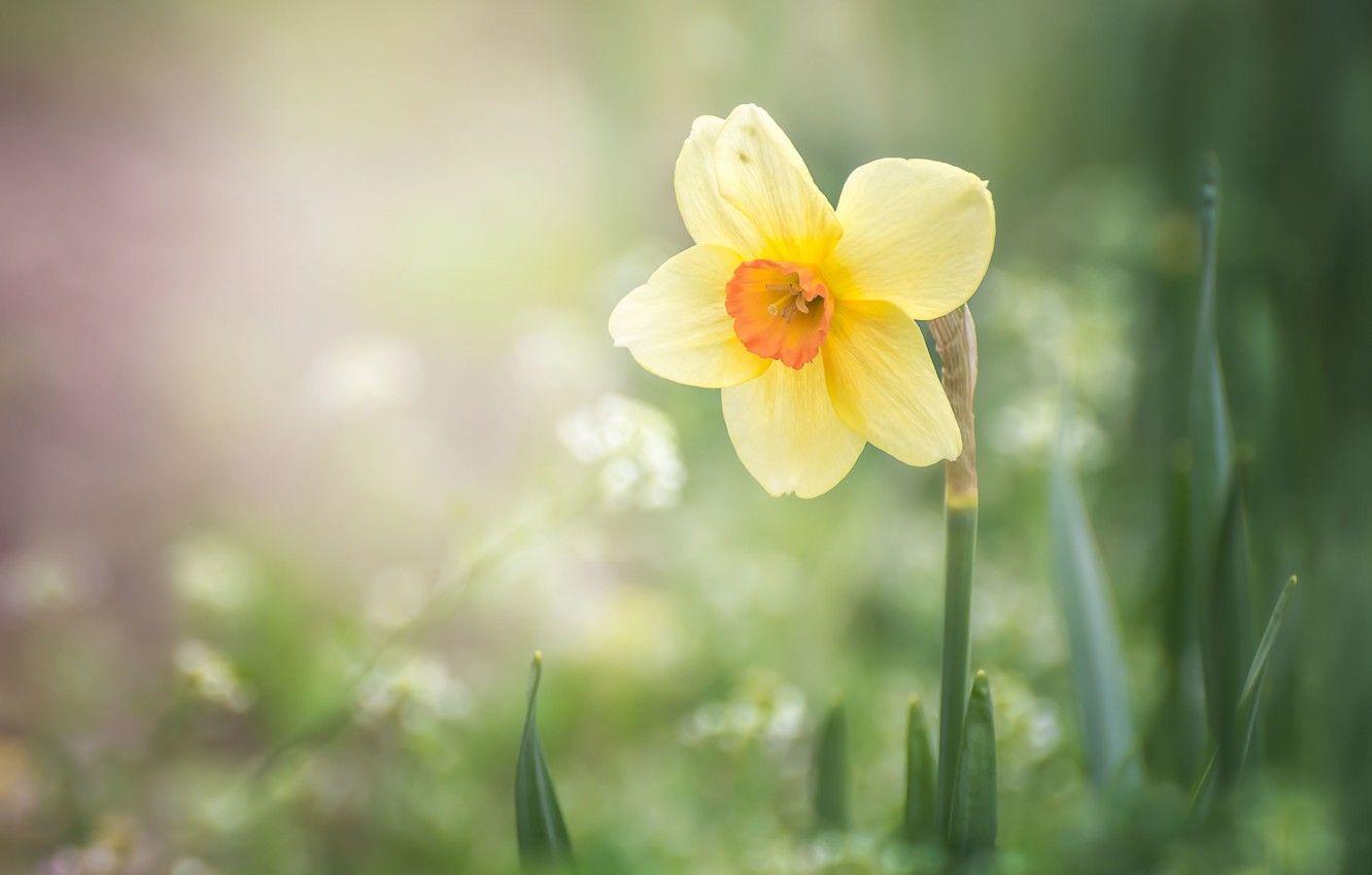 Narcissus Wallpapers - Top Free Narcissus Backgrounds - WallpaperAccess