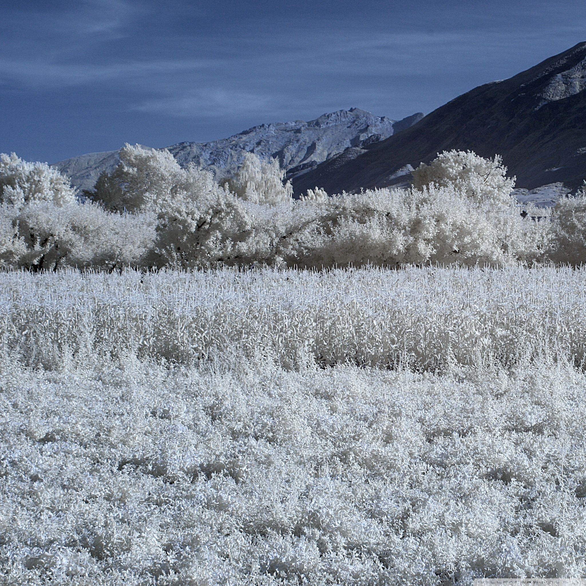 Infrared Landscape Wallpapers - Top Free Infrared Landscape Backgrounds ...