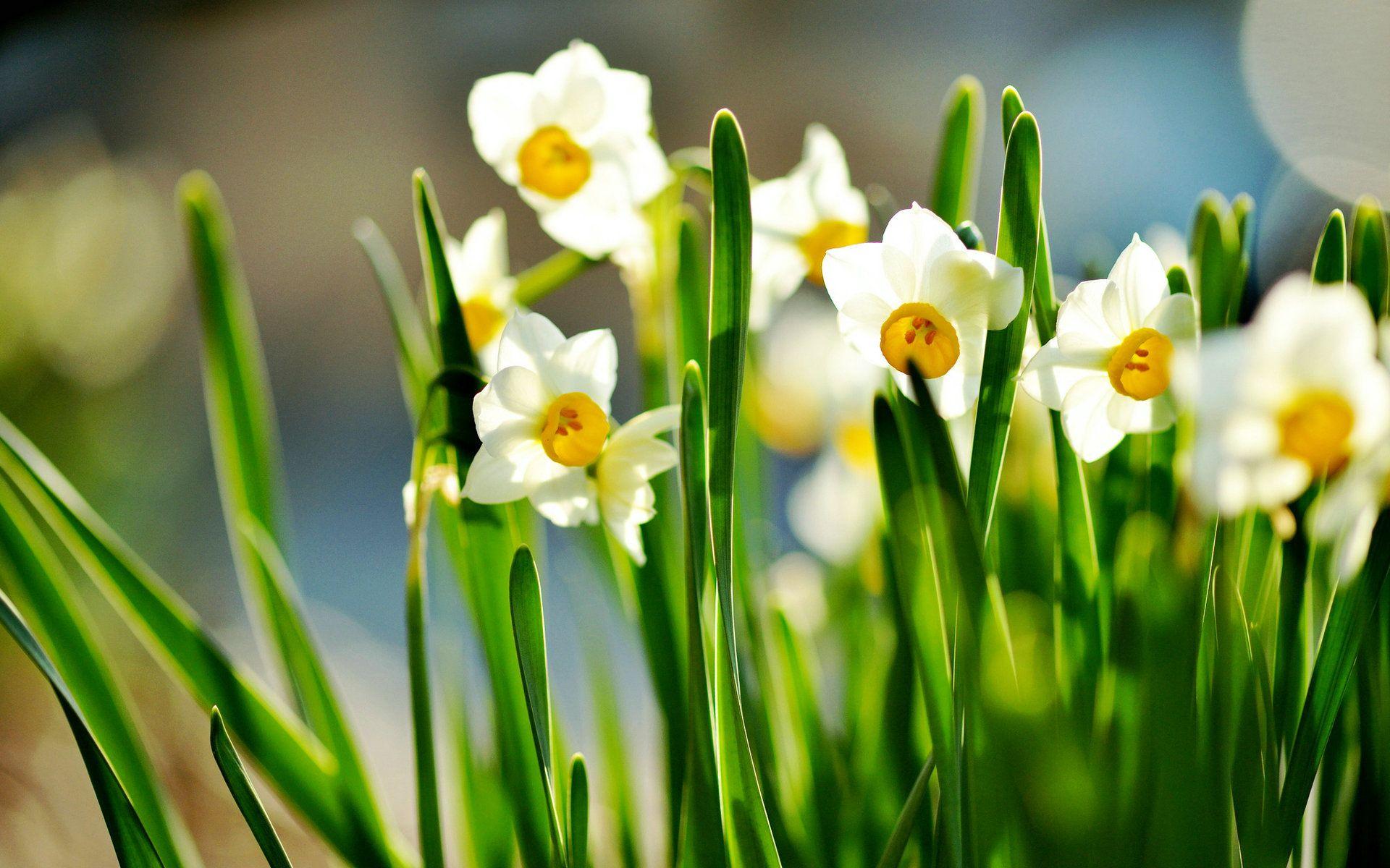 Narcissus Wallpapers - Top Free Narcissus Backgrounds - WallpaperAccess
